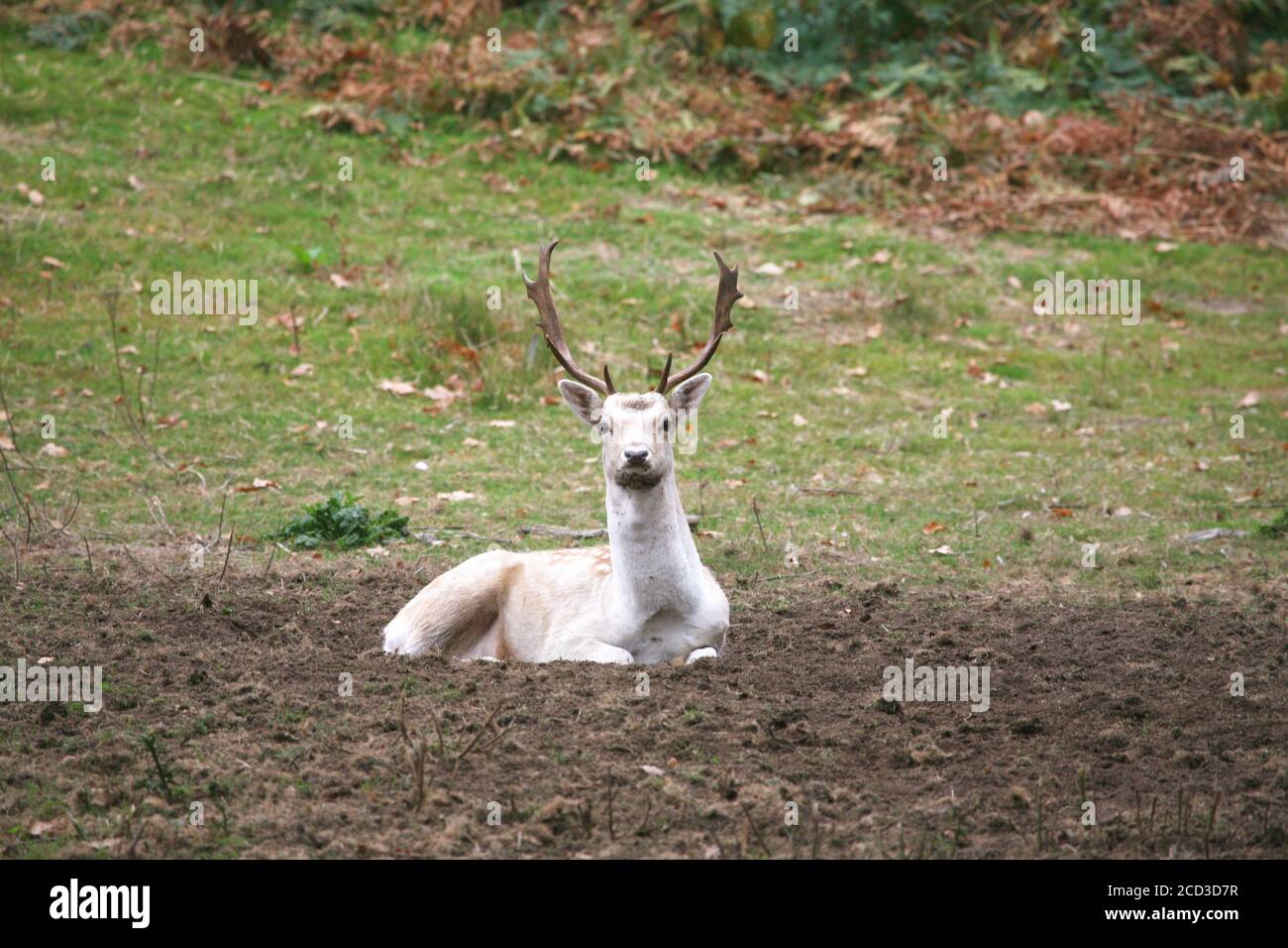 White hind hi-res stock photography and images - Alamy