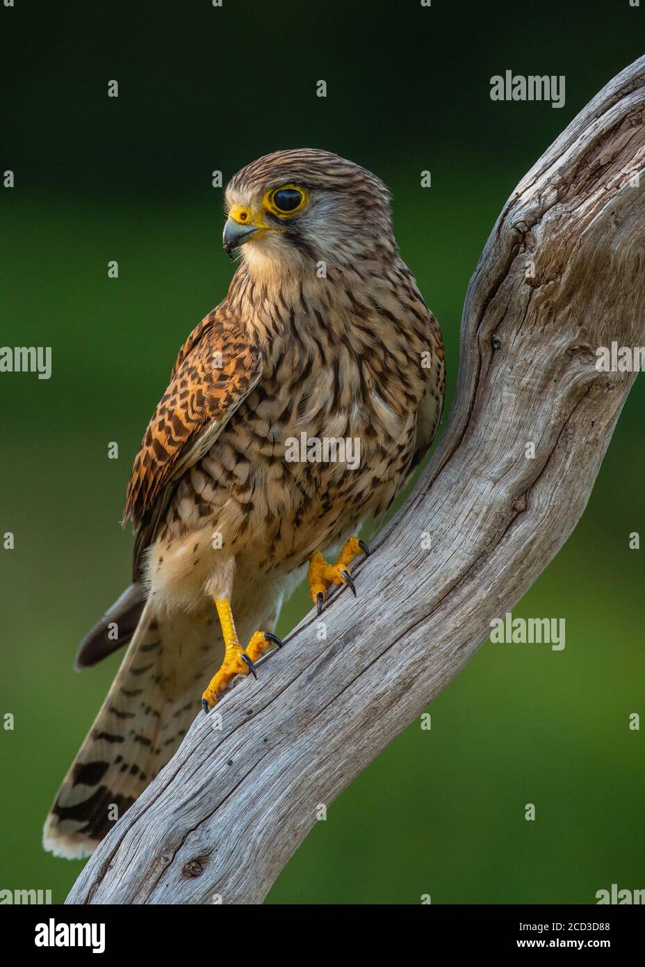 Female kestrel feathers hi-res stock photography and images - Alamy