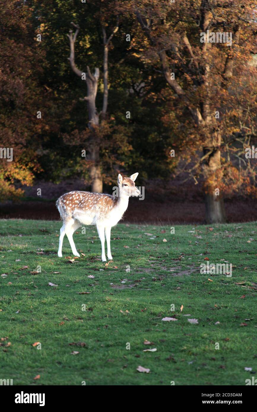 Fallow deer in rut hi-res stock photography and images - Alamy