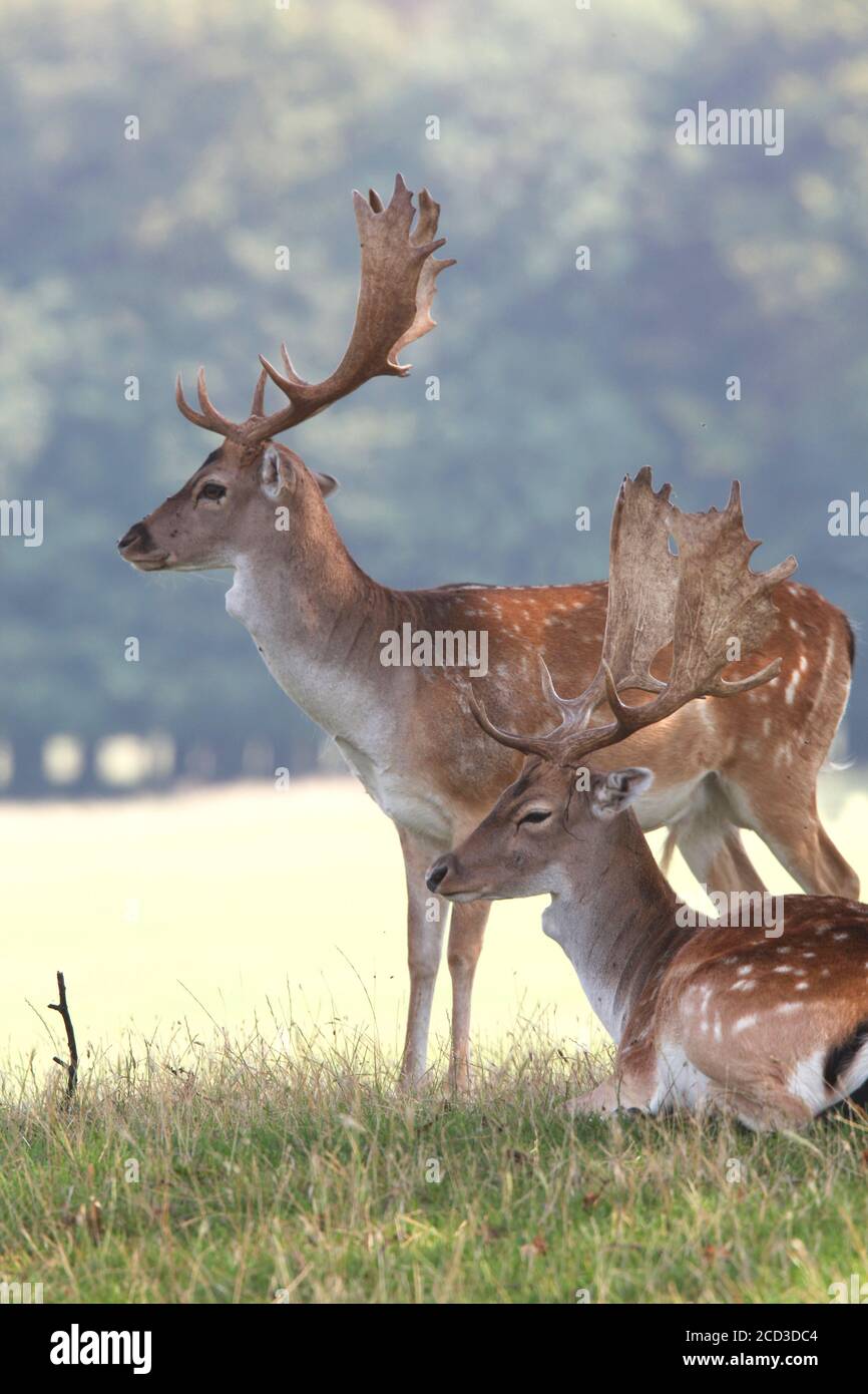 Stags hi-res stock photography and images - Alamy
