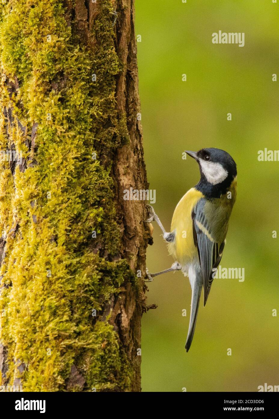 Great Tit clinging onto Tree Trunk Stock Photo - Alamy