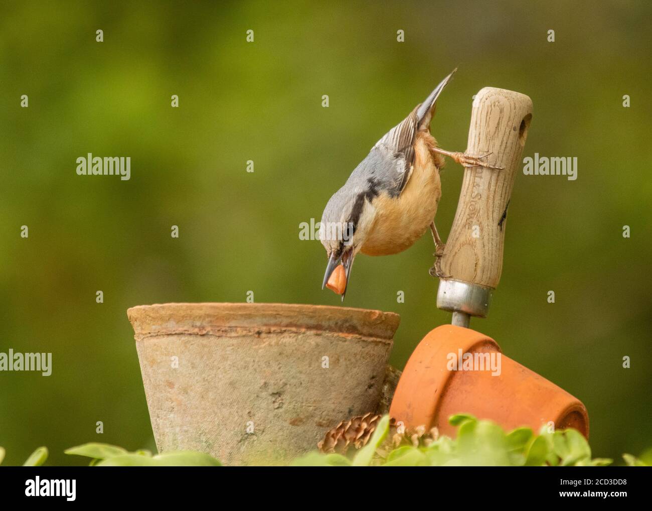 Collecting nuts hi-res stock photography and images - Alamy