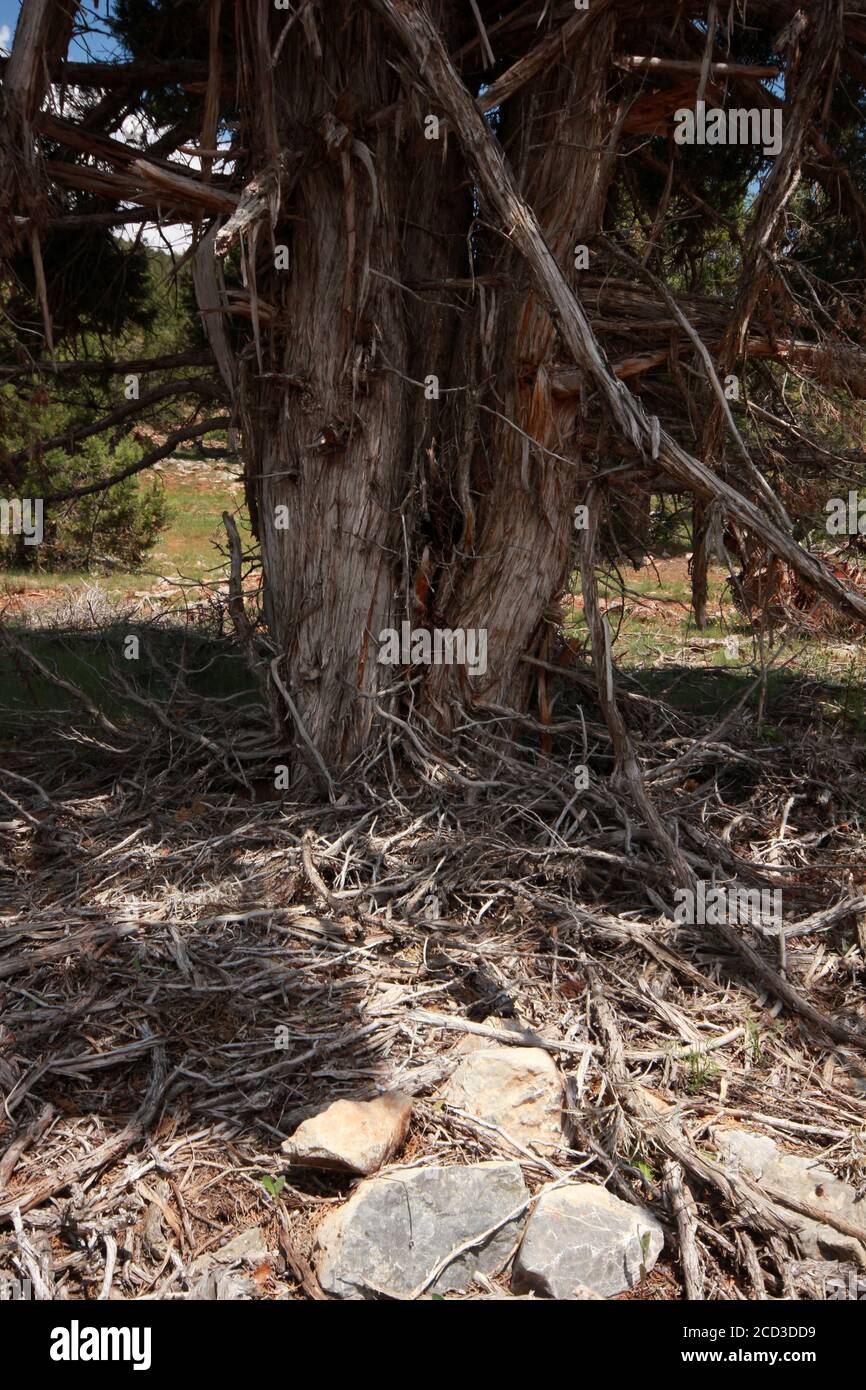 Juniper tree trunk and branches Stock Photo - Alamy