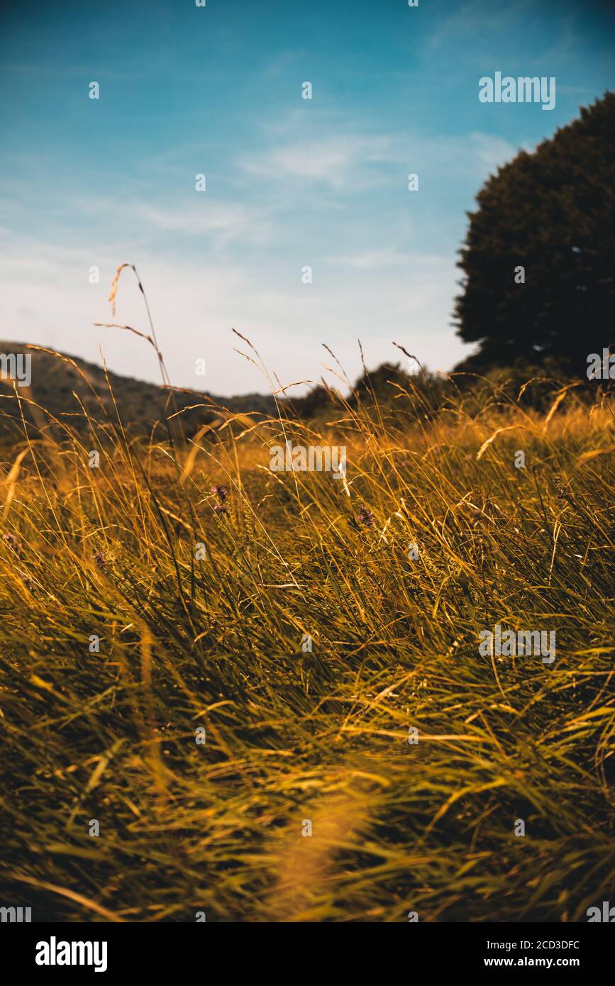 Grassy fields hi-res stock photography and images - Alamy