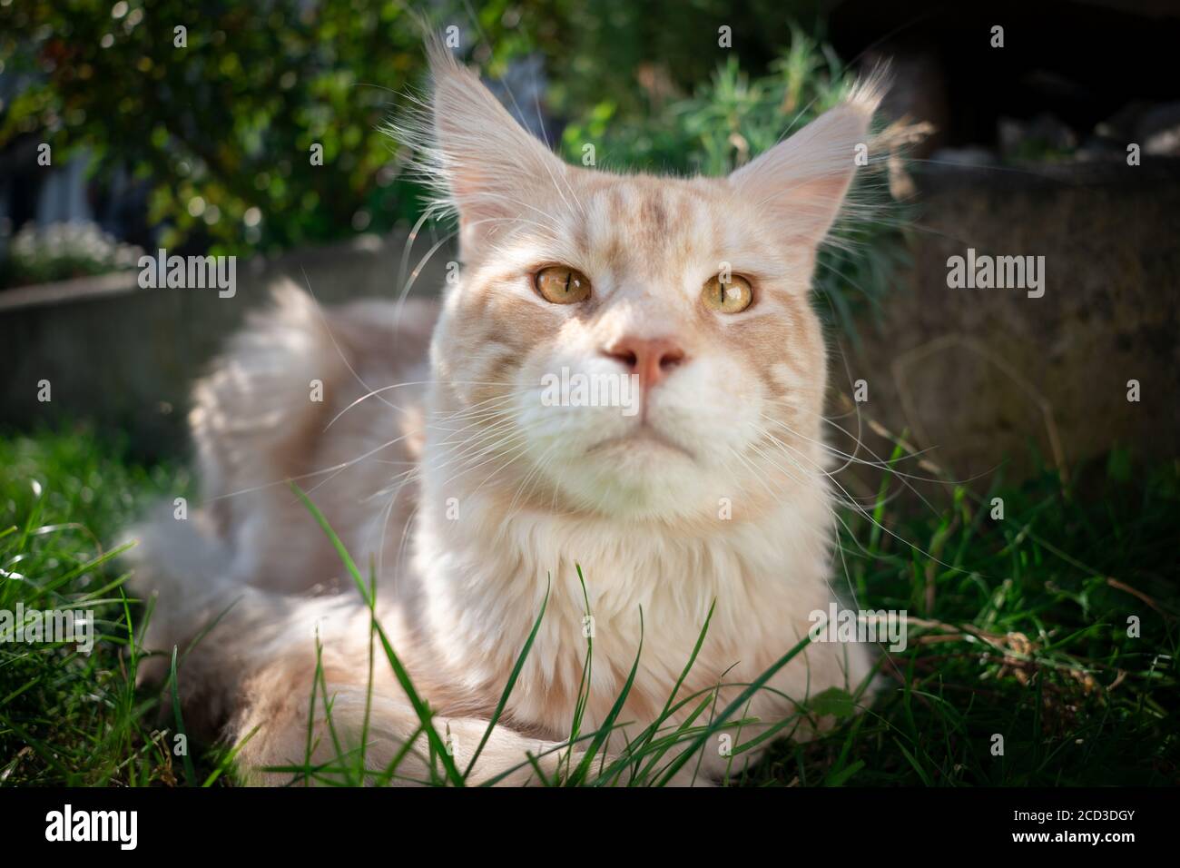 ginger maine coon cat resting outdoors in a shady place on a hot sunny ...