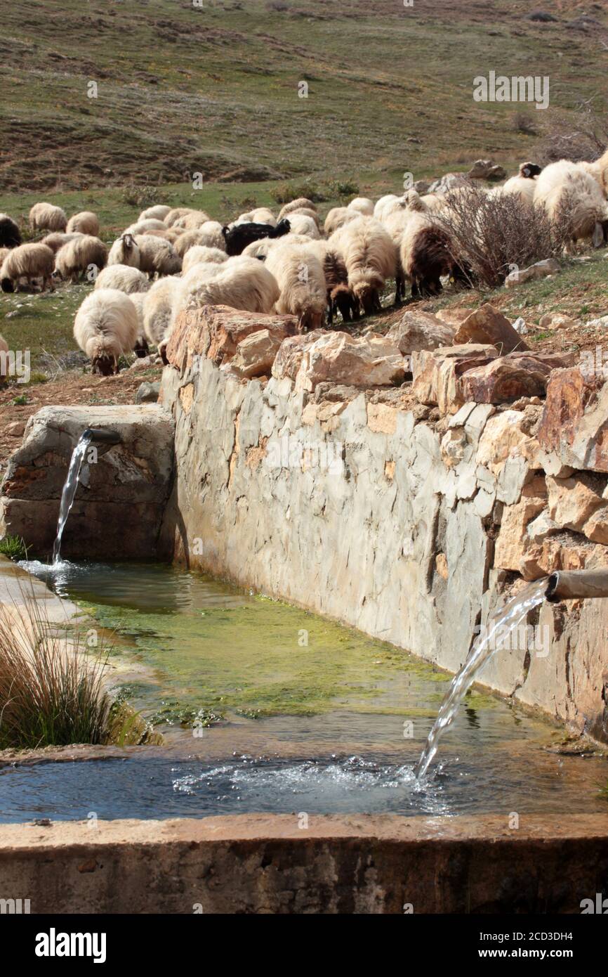 Sheep drinking water trough in hi-res stock photography and images - Alamy