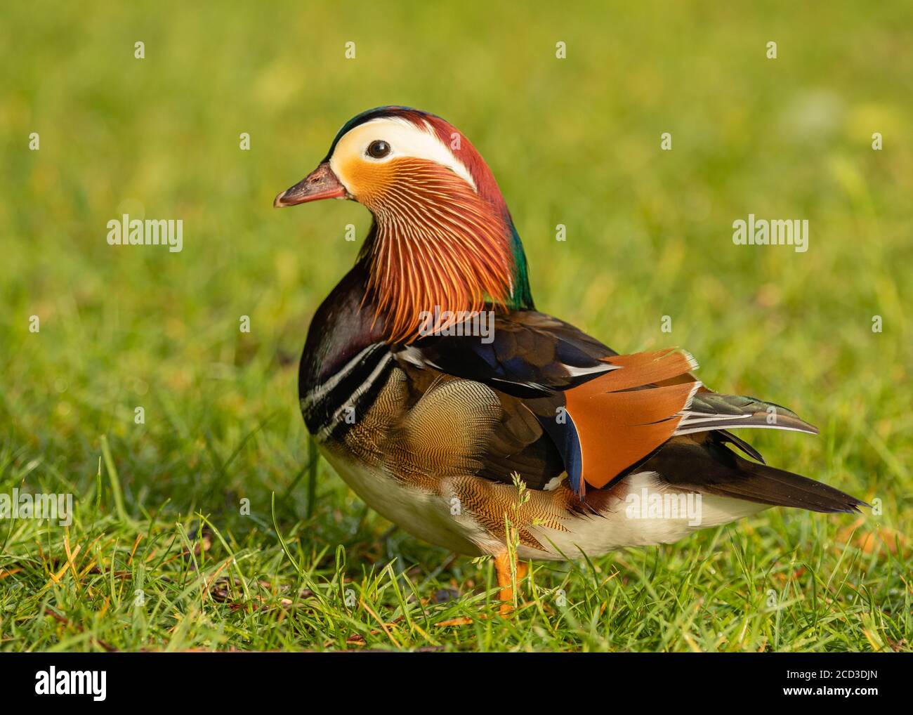 Male Mandarin Duck looking Proud Stock Photo - Alamy