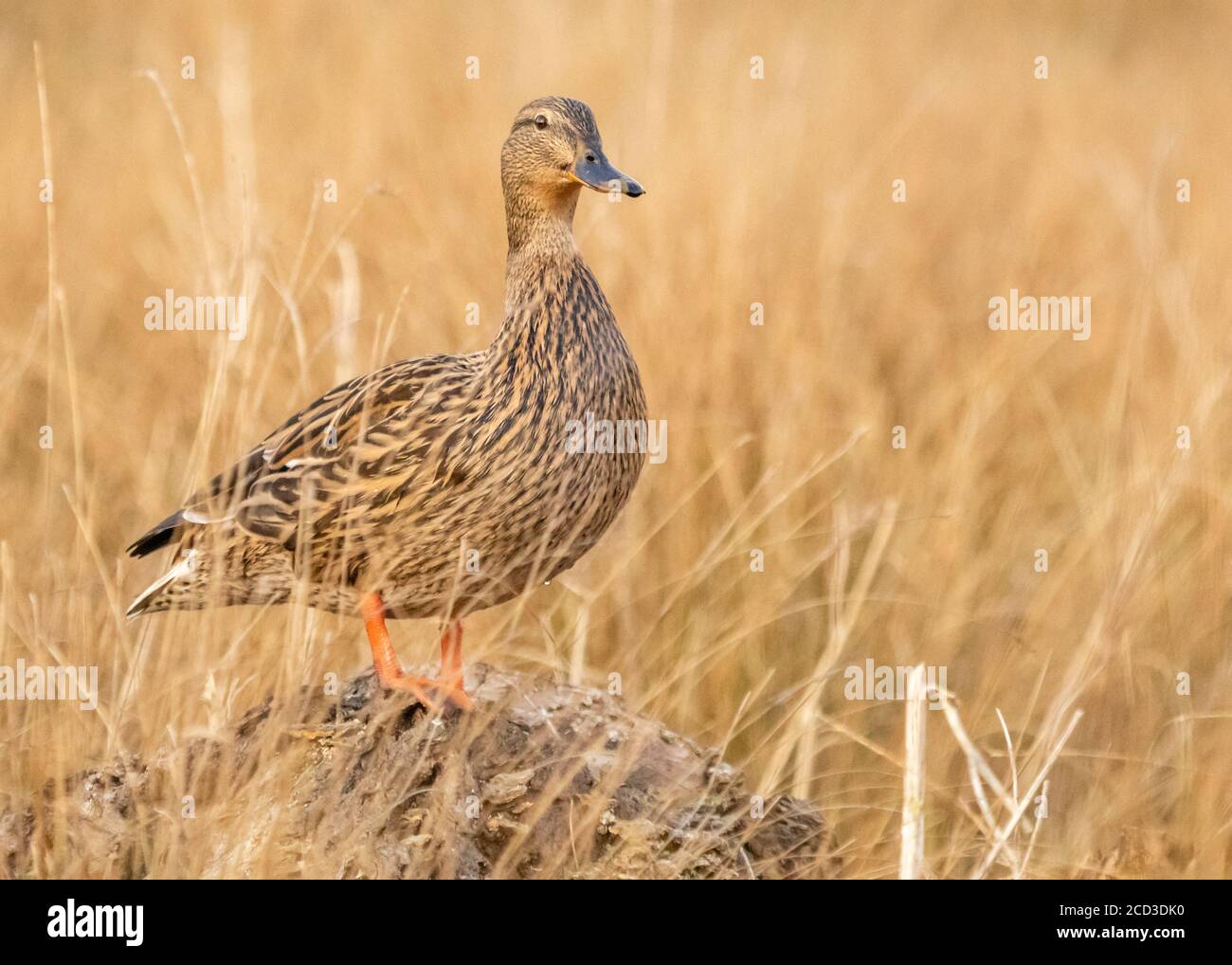Female Mallard Duck sitting pretty Stock Photo - Alamy