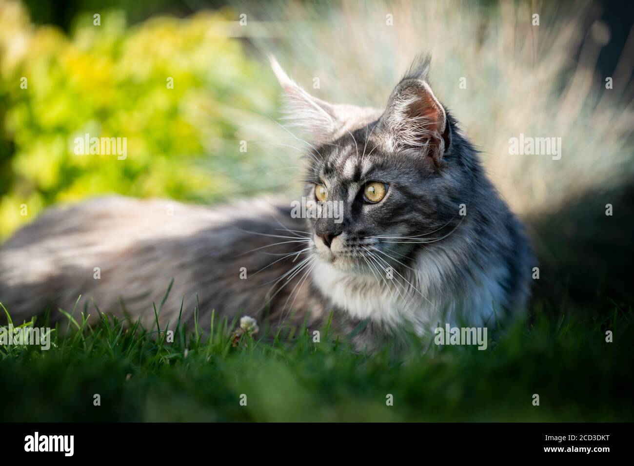 portrait of a beautiful silver tabby maine coon cat resting in a shady ...