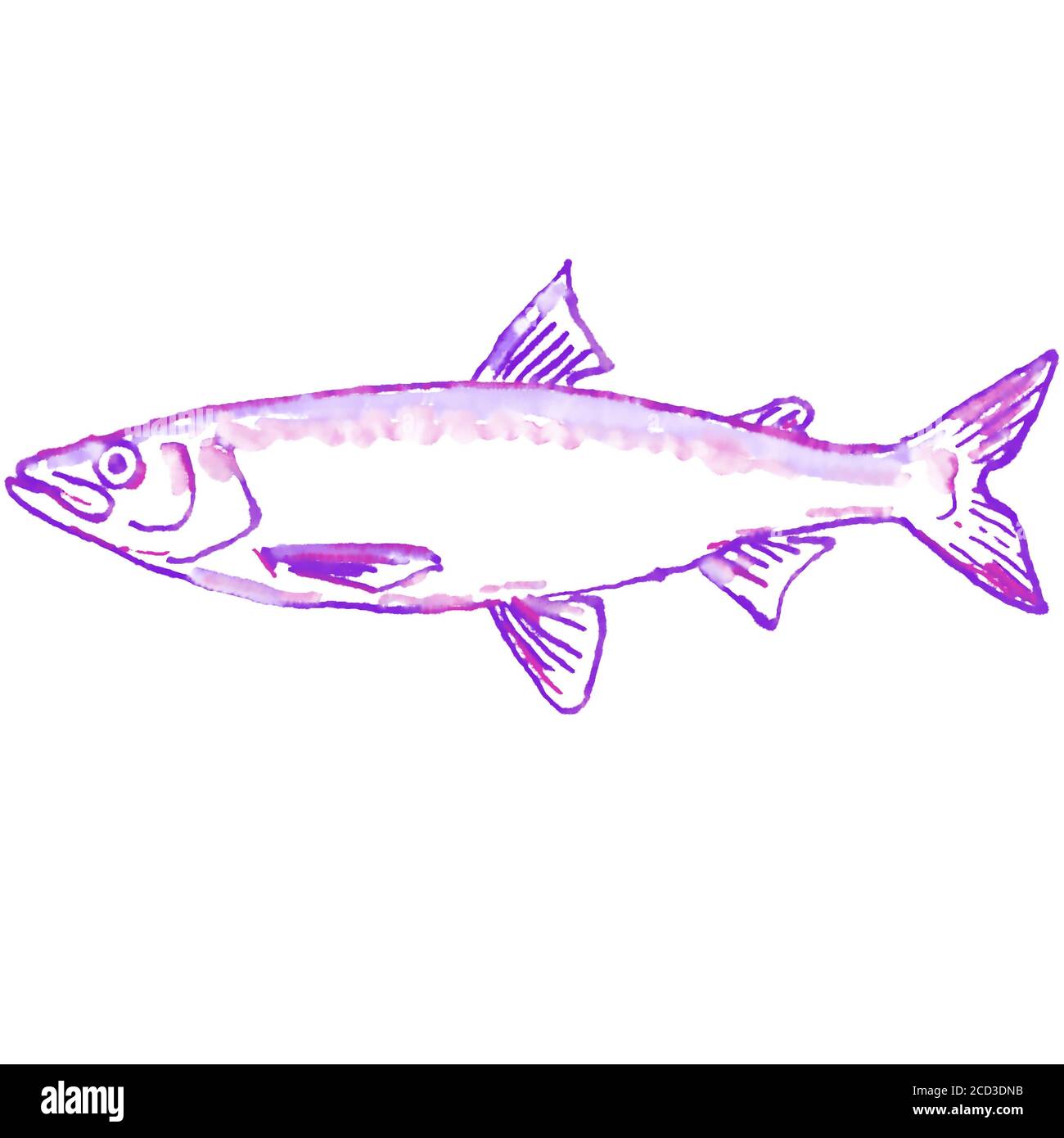 Watercolor painting illustration of a Bloater or Coregonus hoyi on ...