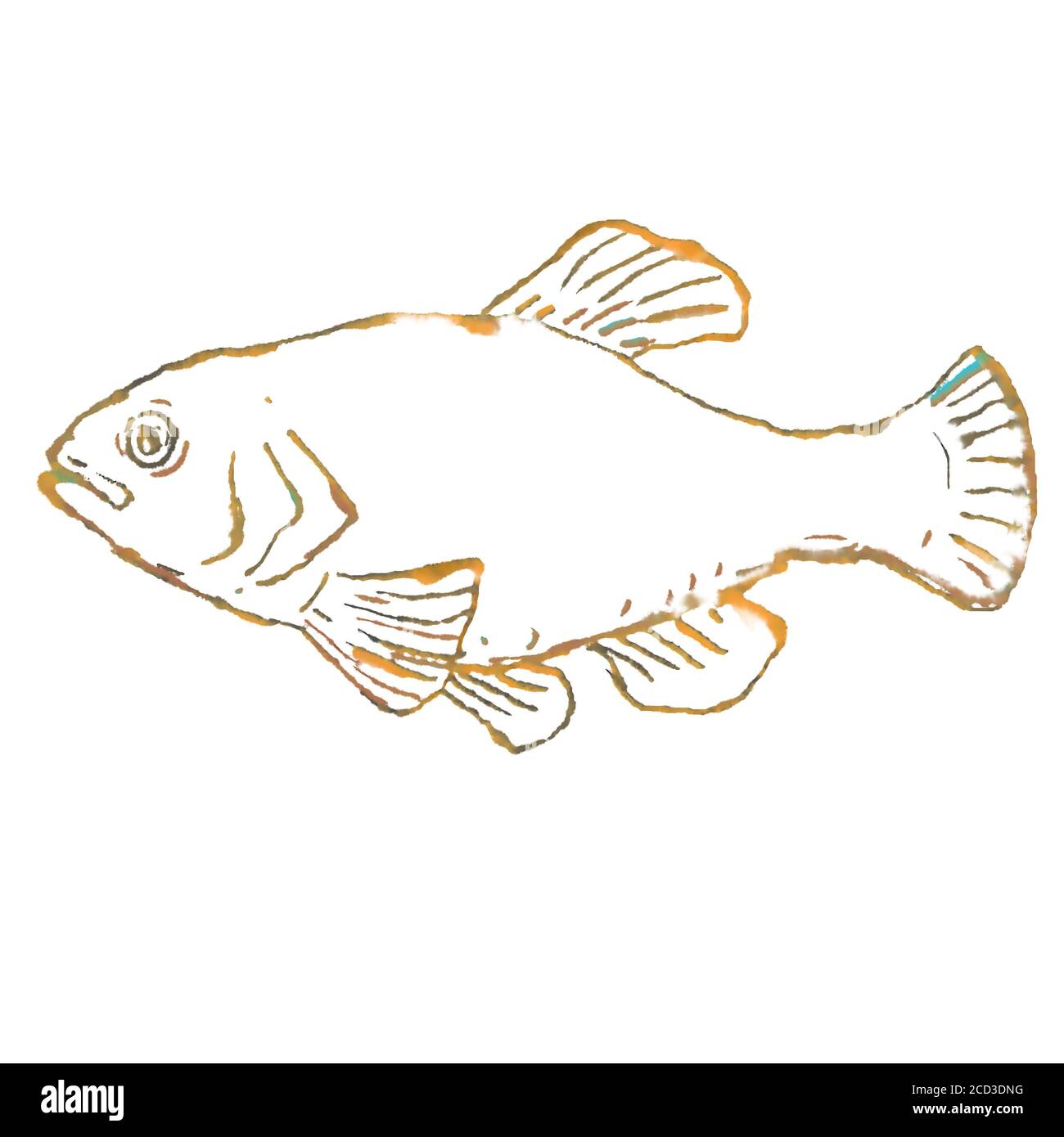 Pupfish hi-res stock photography and images - Alamy