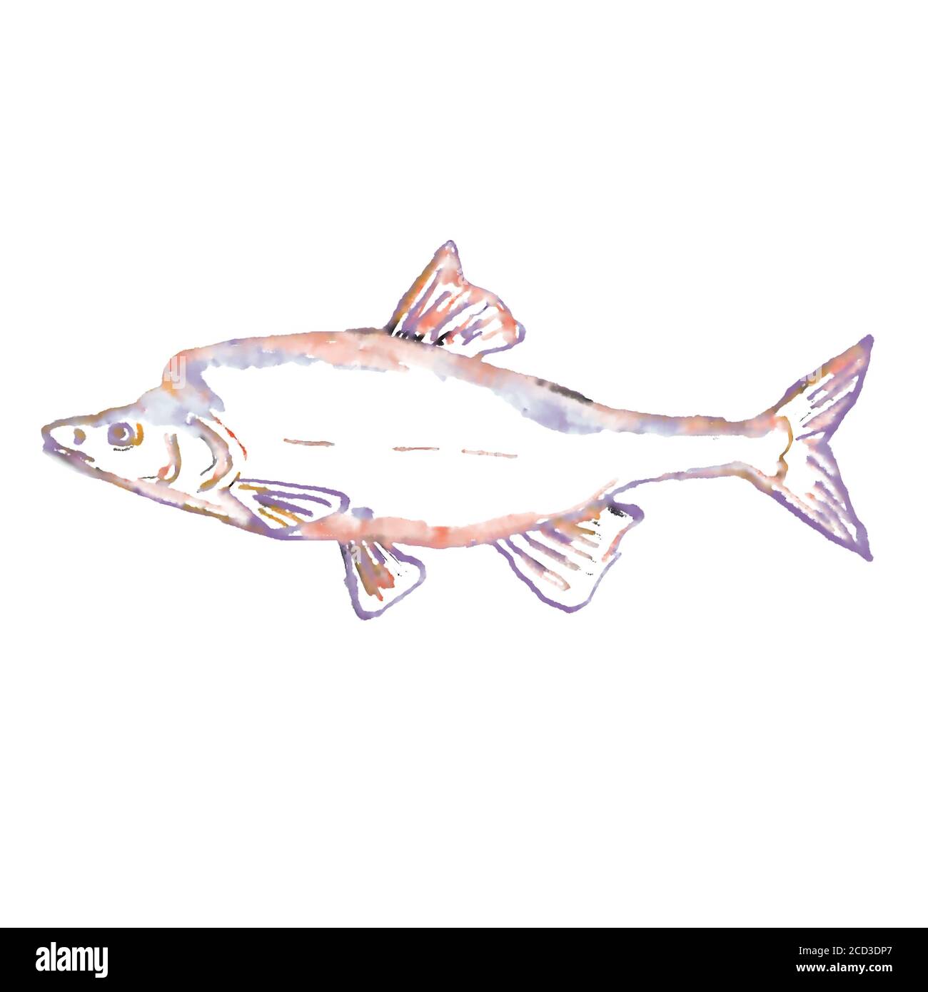 Humpback chub Cut Out Stock Images & Pictures - Alamy