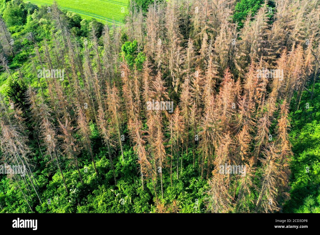 Trees dying from pollution hi-res stock photography and images - Alamy
