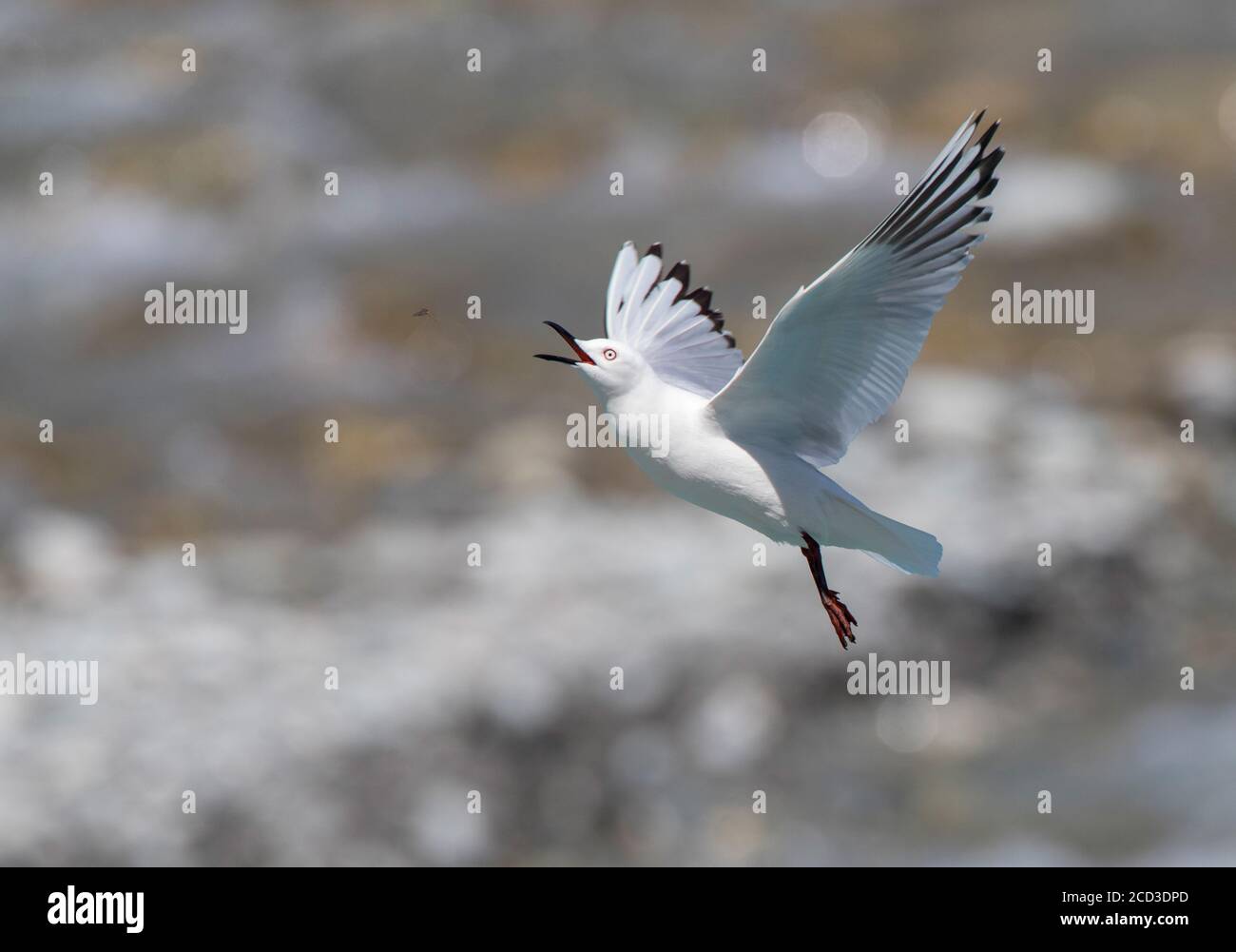 Buller's gull (Larus bulleri, Chroicocephalus bulleri), Adult catching ...