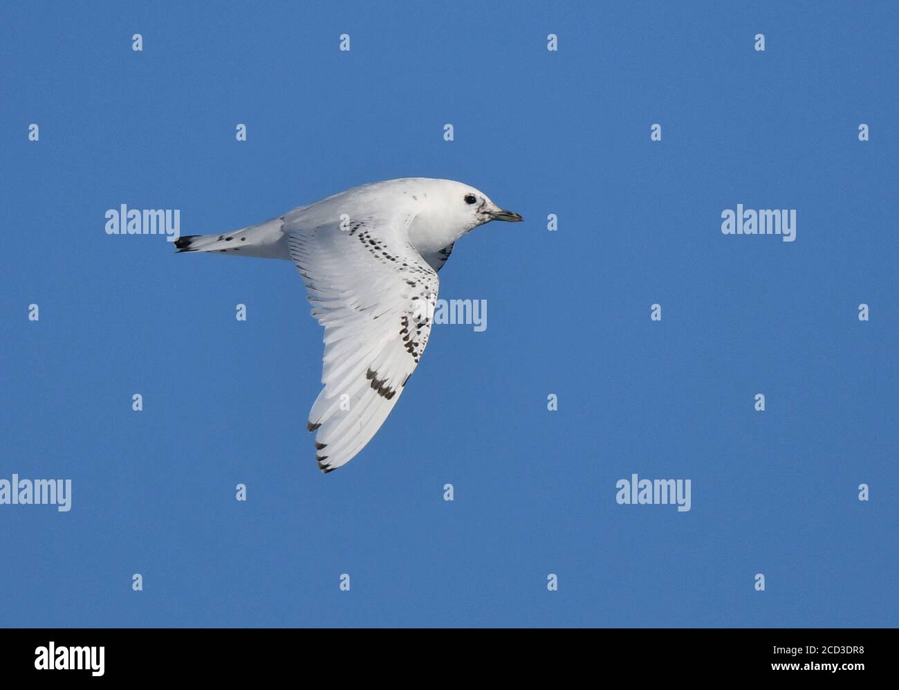 ivory gull (Pagophila eburnea), Second calendar year flying, Norway ...
