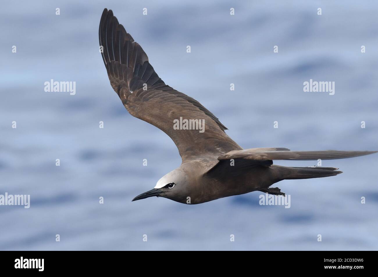 Common noddy, Brown Noddy (Anous stolidus, Anous stolidus stolidus), in ...