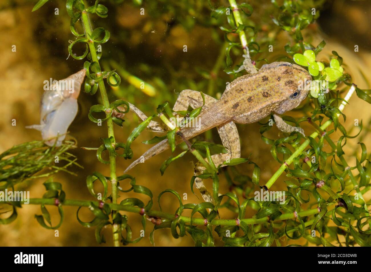 marsh frog, lake frog (Rana ridibunda, Pelophylax ridibundus), shortly ...