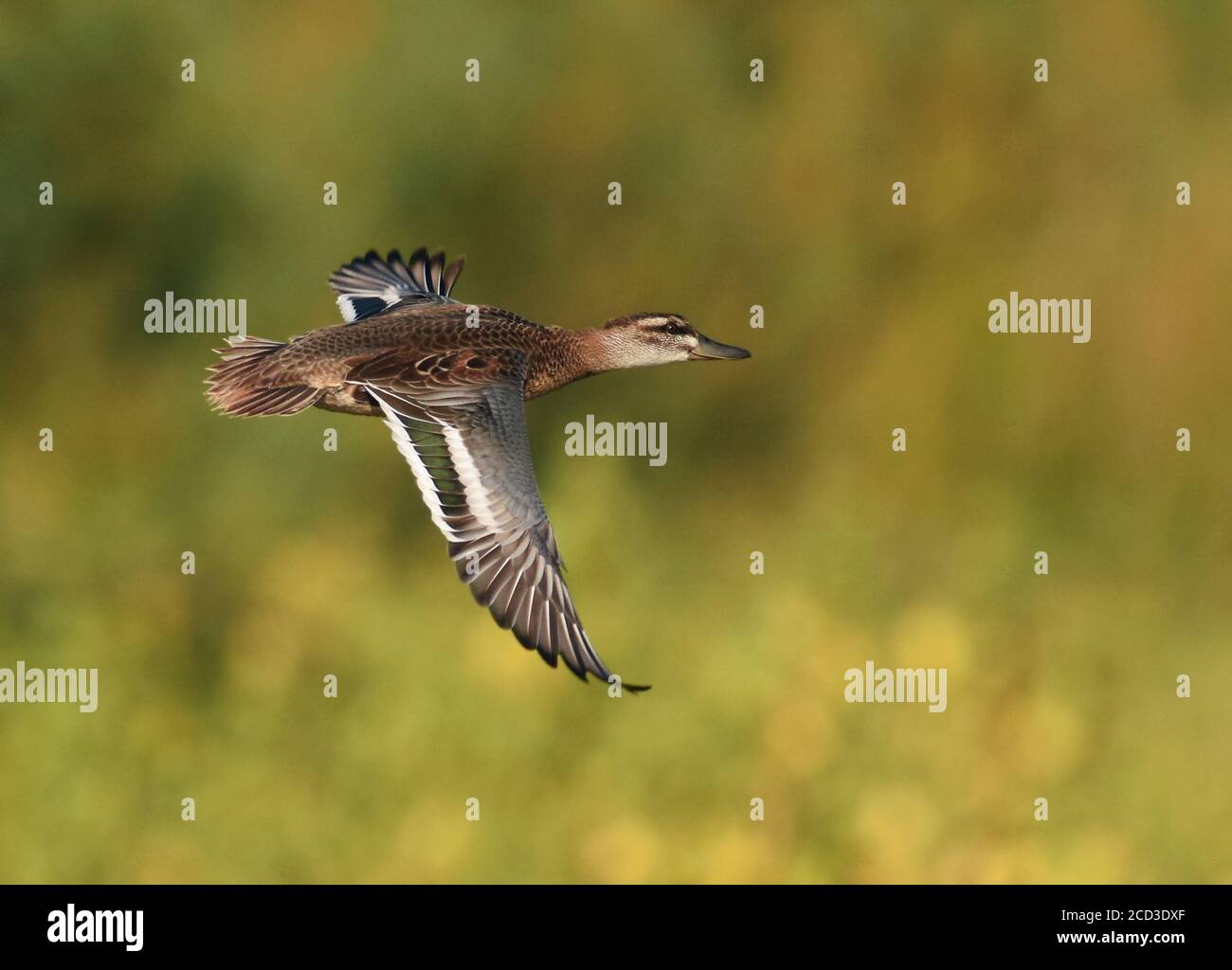Vuelo delta hi-res stock photography and images - Alamy