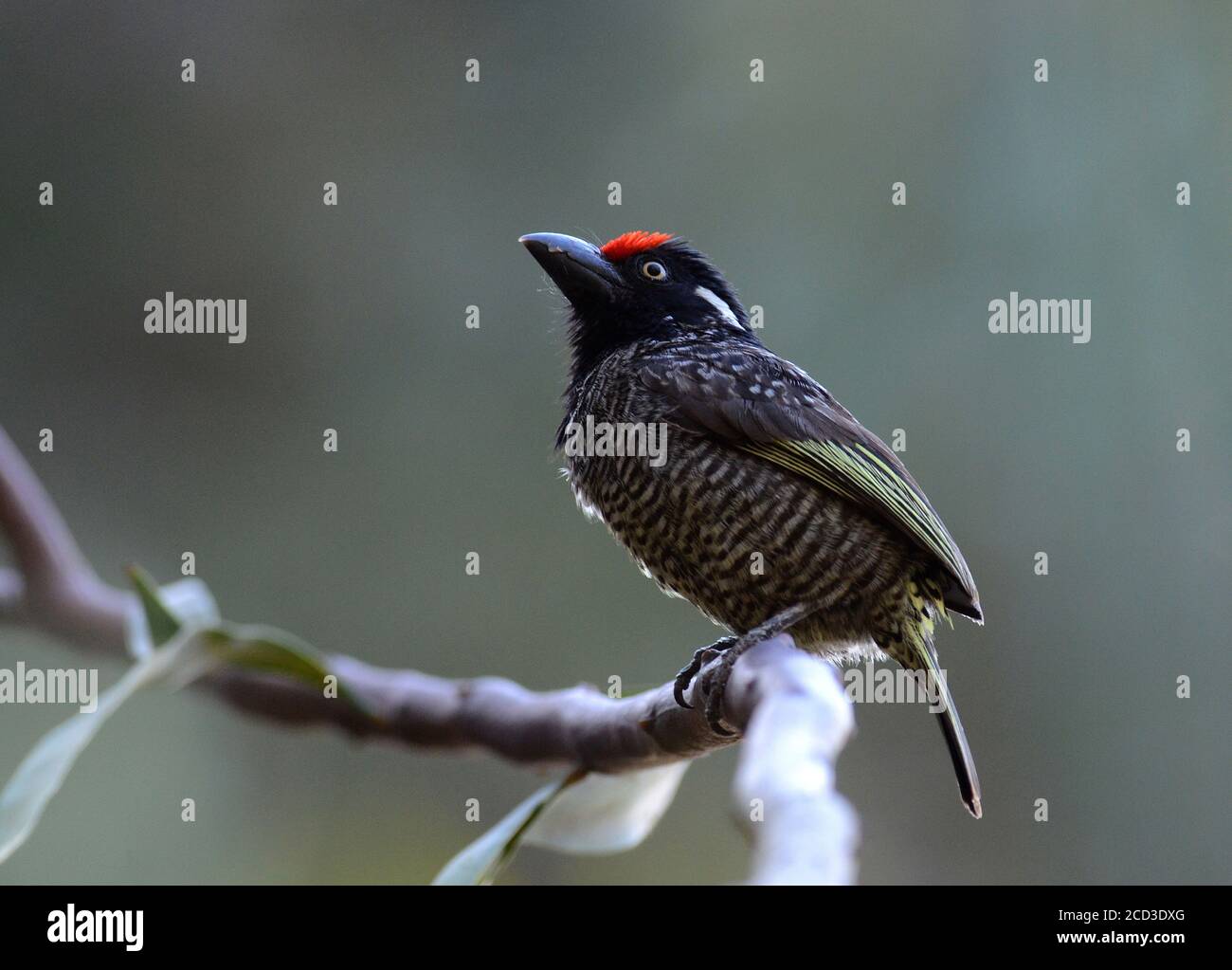 Ethiopian tree hi-res stock photography and images - Alamy