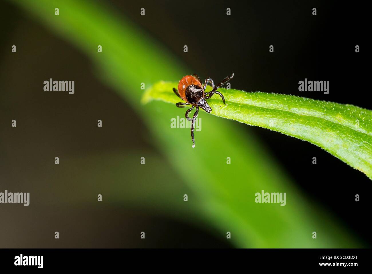 European castor bean tick, European sheep tick (Ixodes ricinus ...