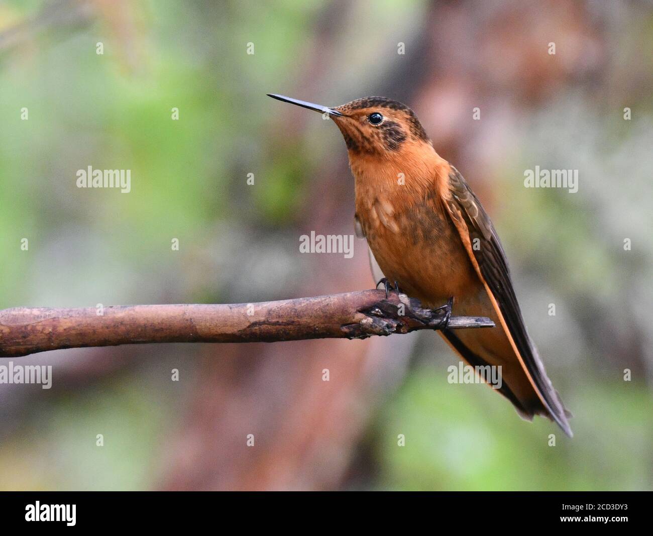 Shining sunbeam hi-res stock photography and images - Alamy