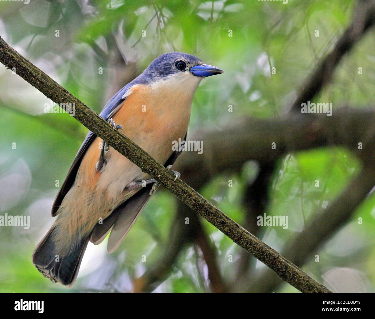 Blue vanga bird hi-res stock photography and images - Alamy