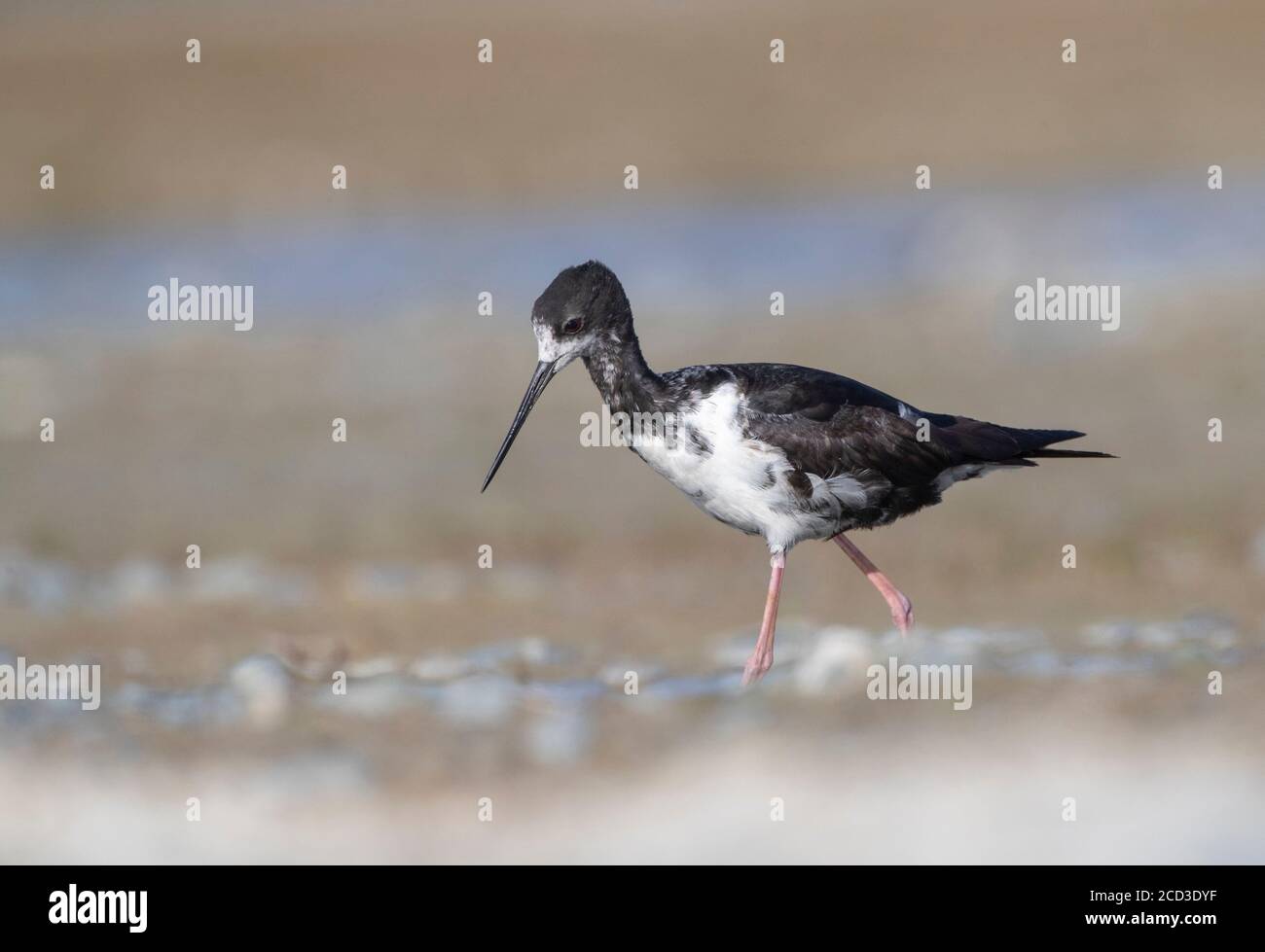 New Zealand stilt (Himantopus novaezelandiae), Immature critically ...