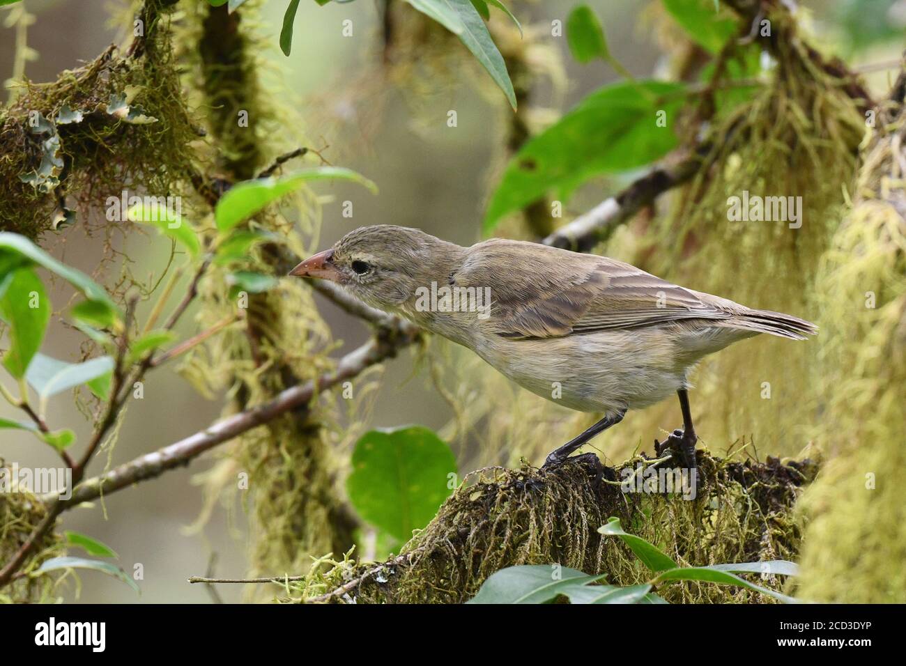 woodpecker finch (Camarhynchus pallidus), foraging on a tree, side view ...