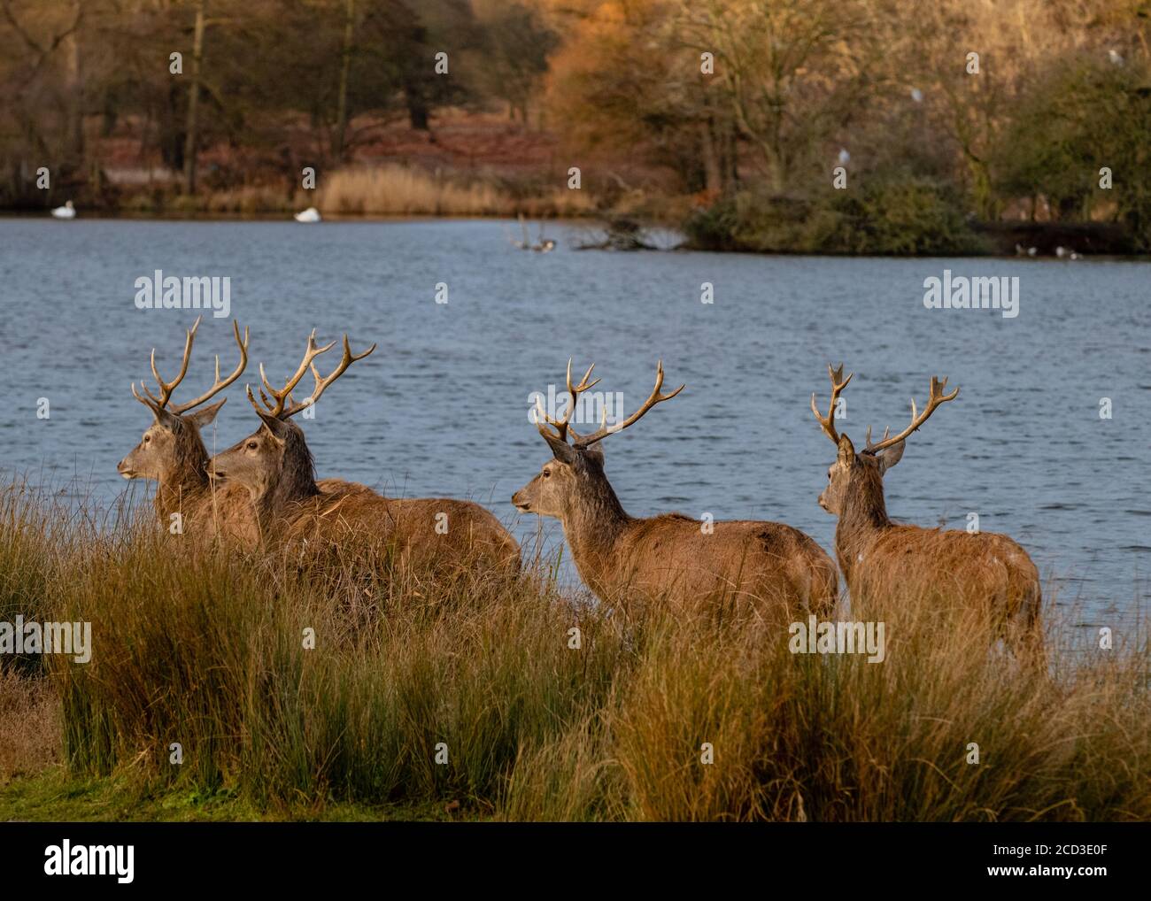 Bushy park stags hi-res stock photography and images - Alamy