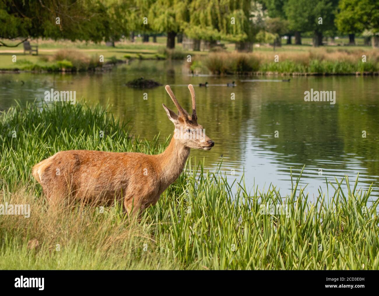 Deer taking a dip Stock Photo - Alamy