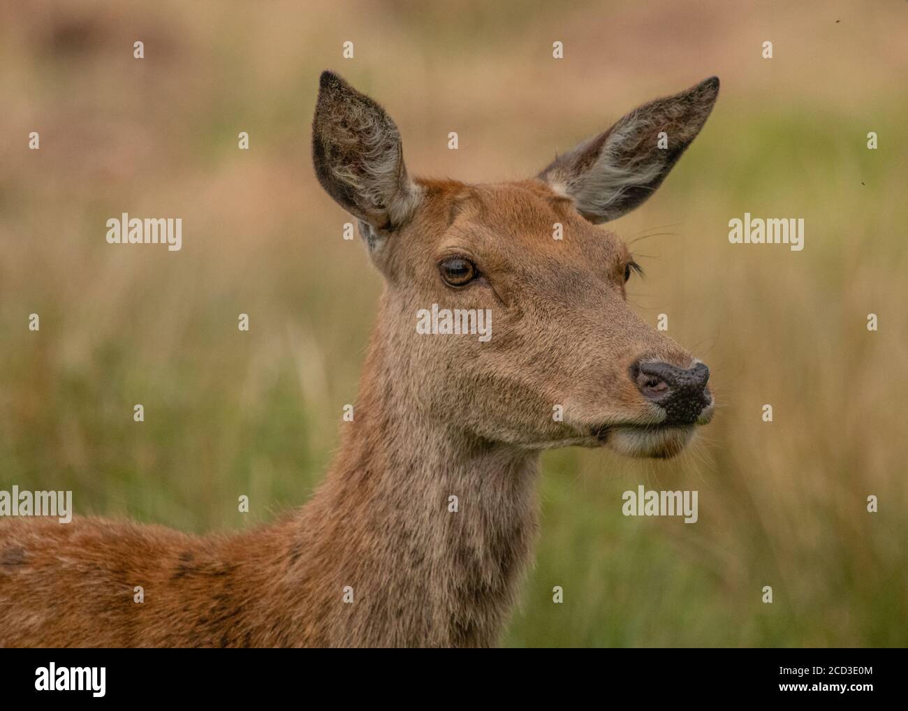 Portrait of a female Deer Stock Photo - Alamy