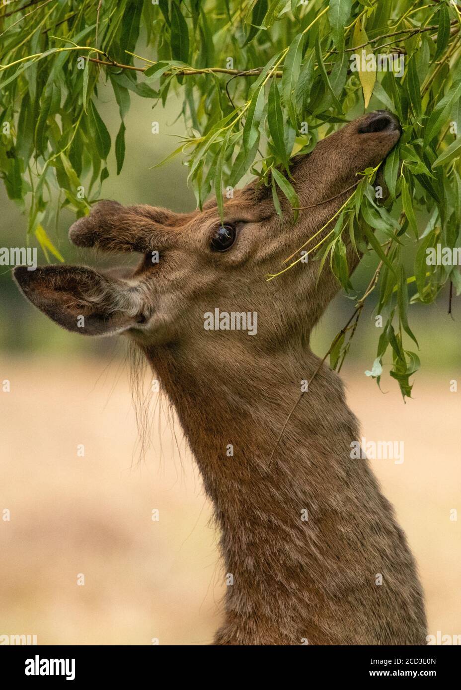 Deer enjoying a nibble Stock Photo - Alamy