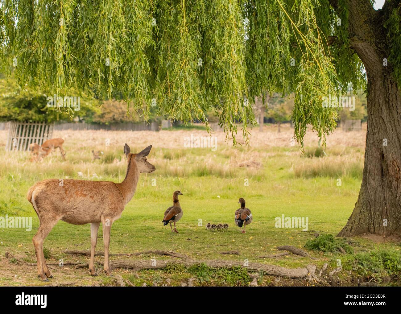 Deer and friends Stock Photo - Alamy