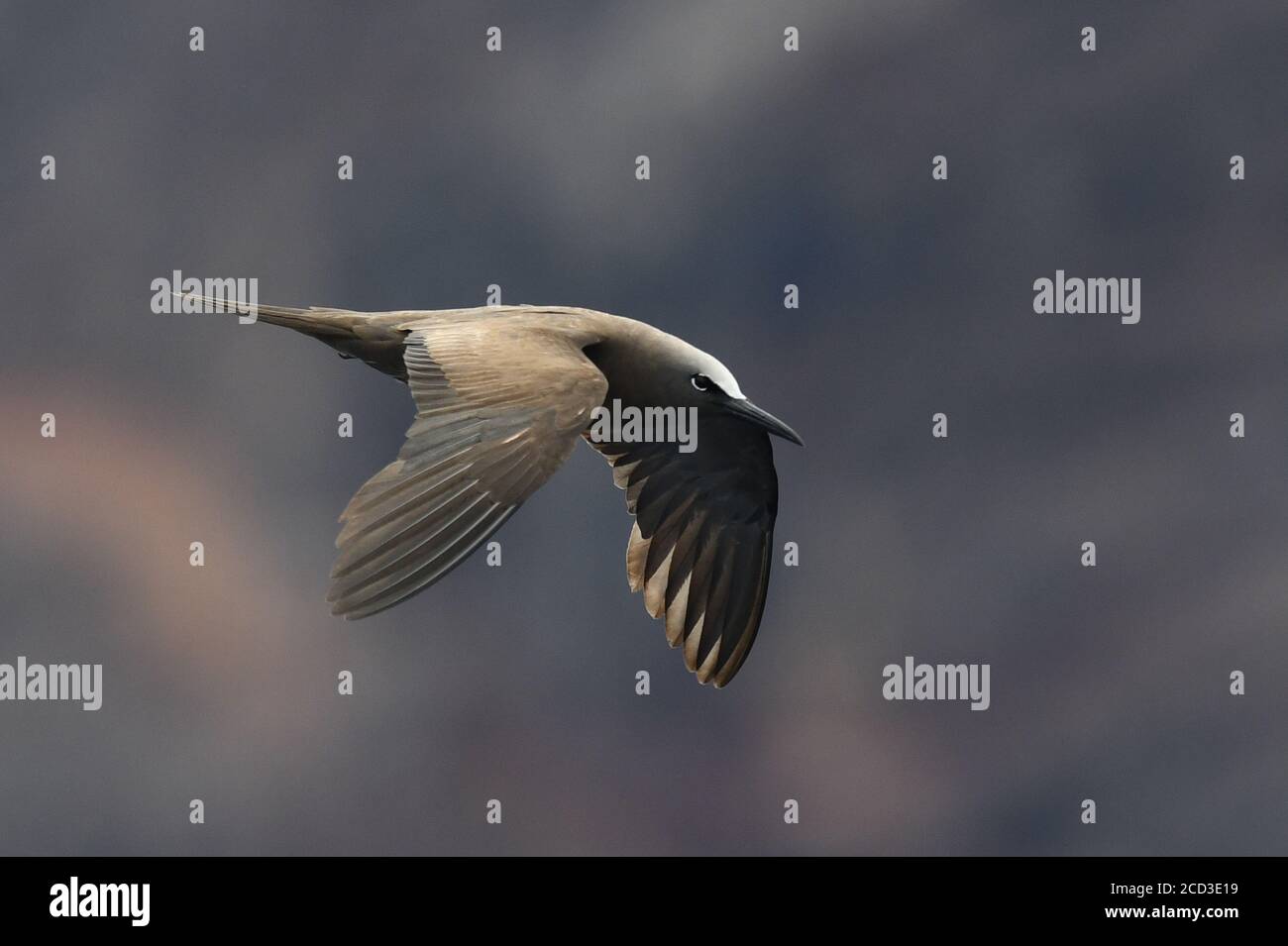 Common noddy, Brown Noddy (Anous stolidus, Anous stolidus stolidus), in ...