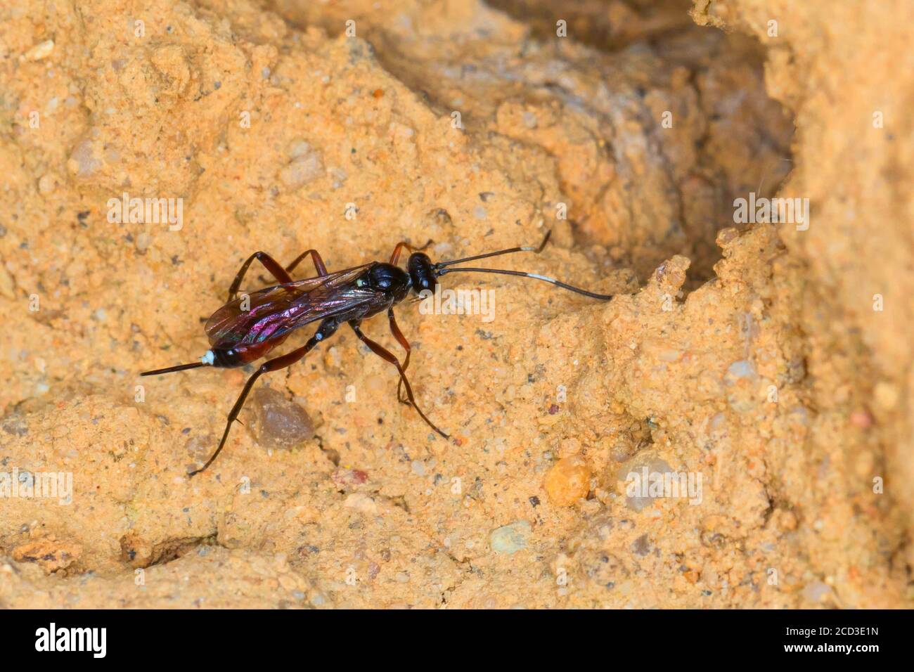 Hoplocryptus murarius hi-res stock photography and images - Alamy