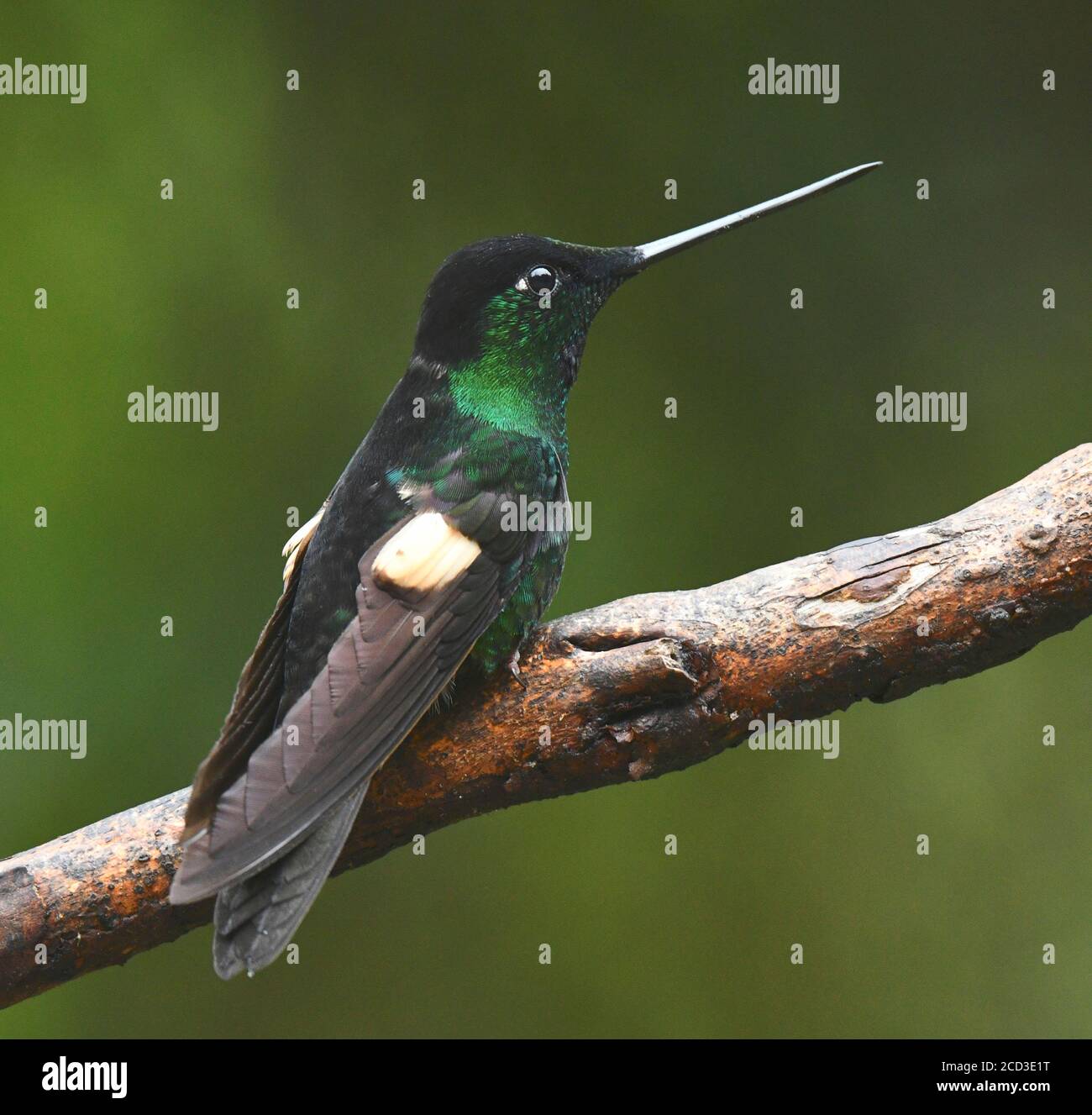 Buff winged starfrontlets hi-res stock photography and images - Alamy