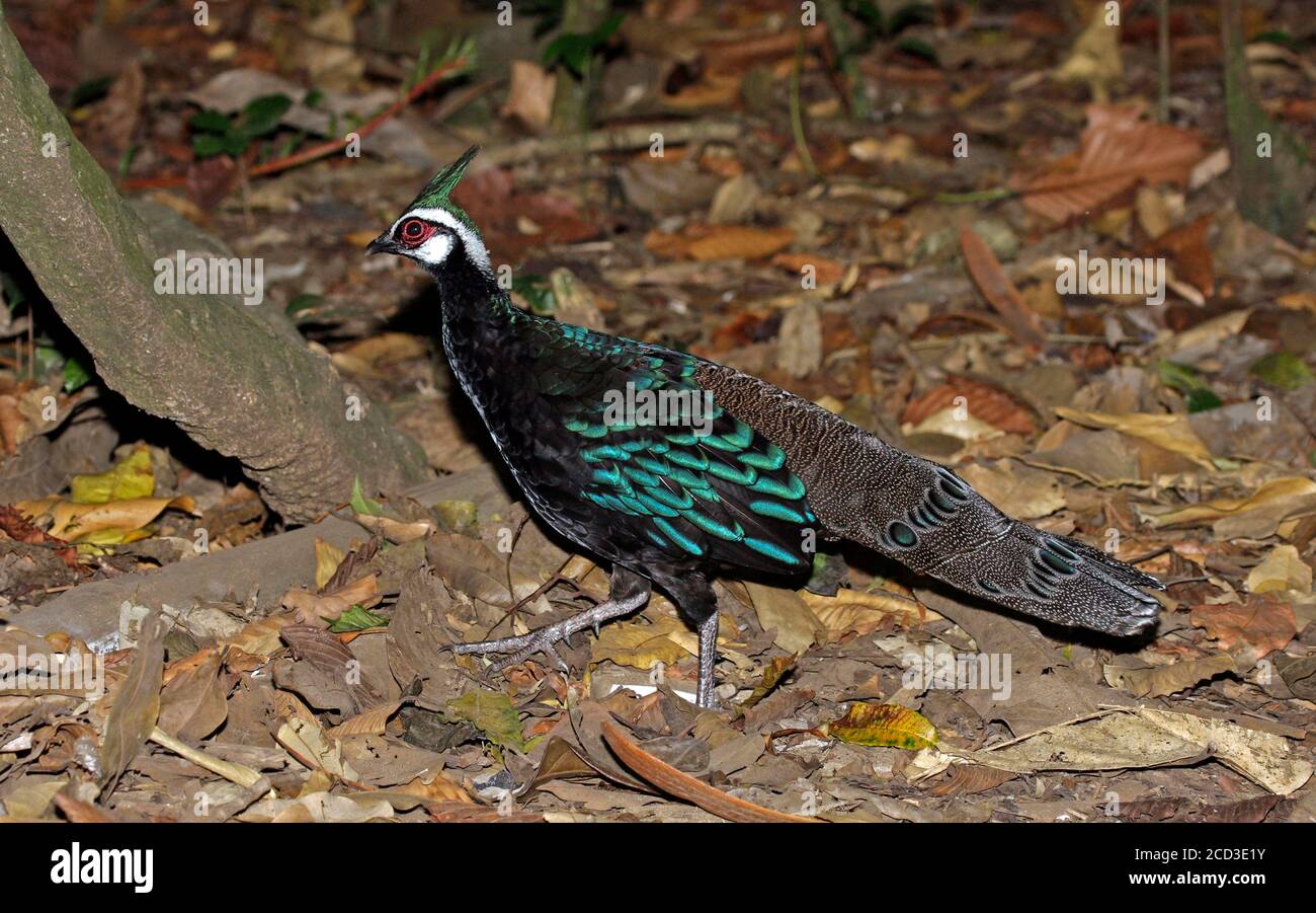 Palawan peacock-pheasant (Polyplectron napoleonis), male walking on ...