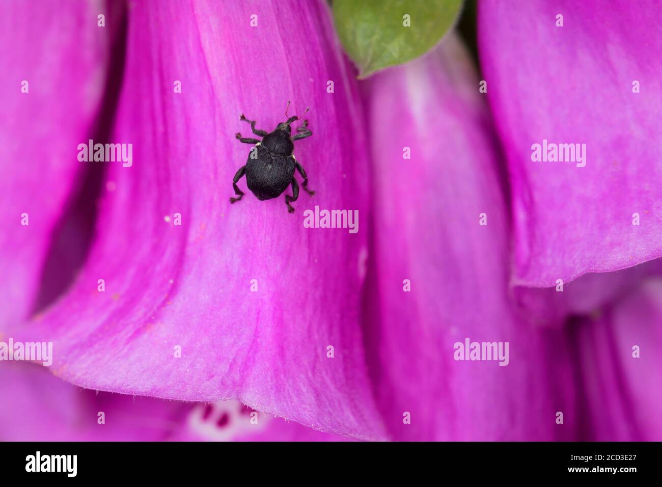 Iris seeds weevil hi-res stock photography and images - Alamy