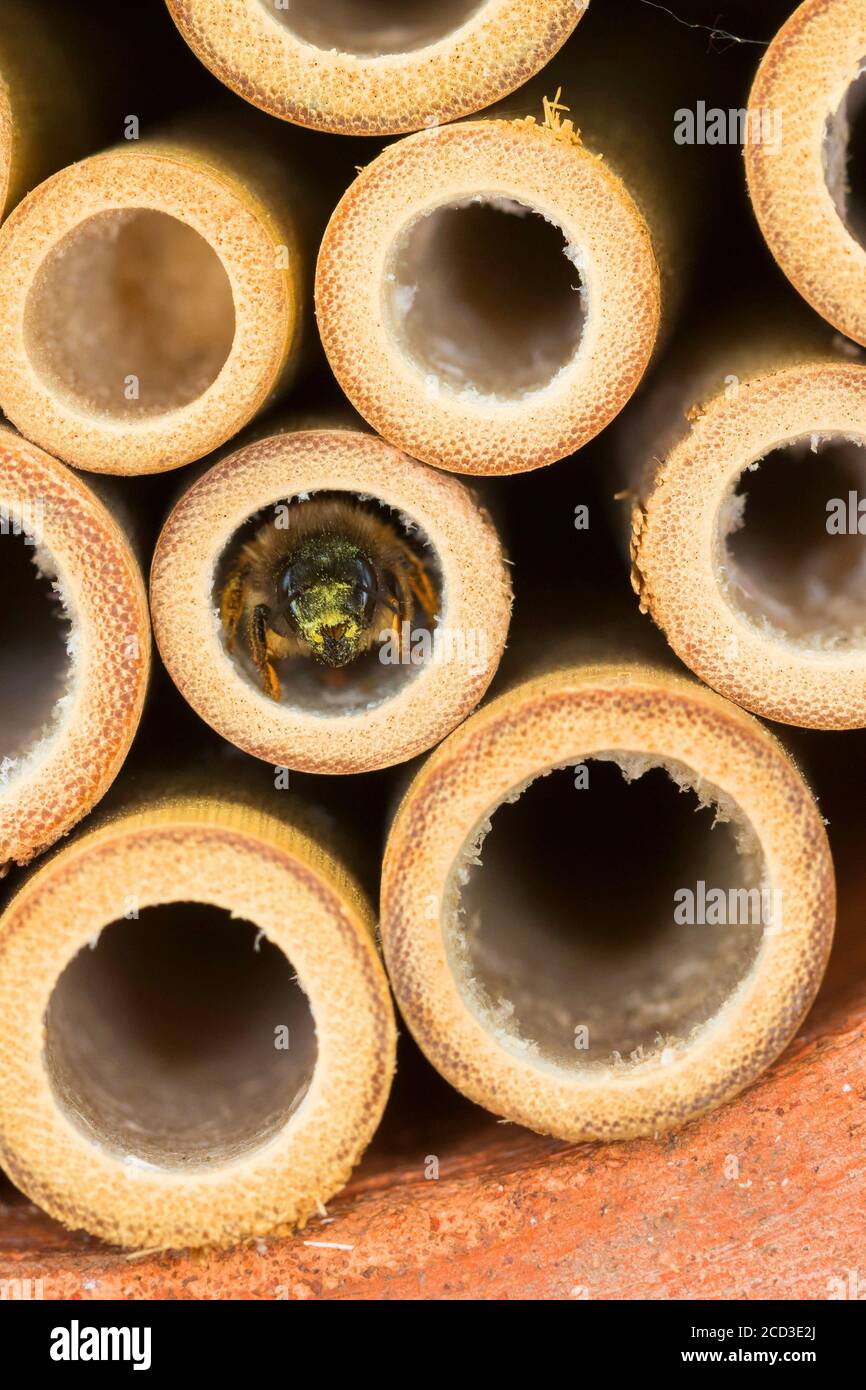 red mason bee (Osmia rufa, Osmia bicornis), female in a bamboo cane of ...