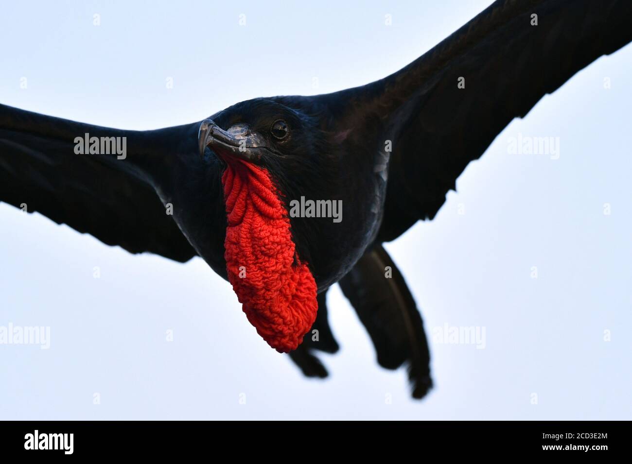magnificent frigate bird (Fregata magnificens), male flying, front view ...