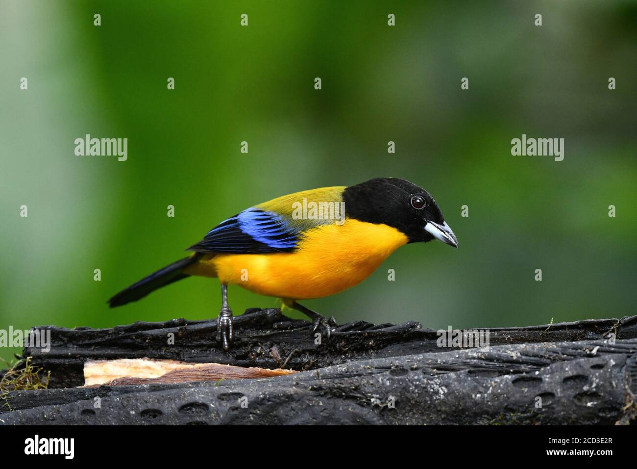 Tanagers of ecuador hi-res stock photography and images - Alamy