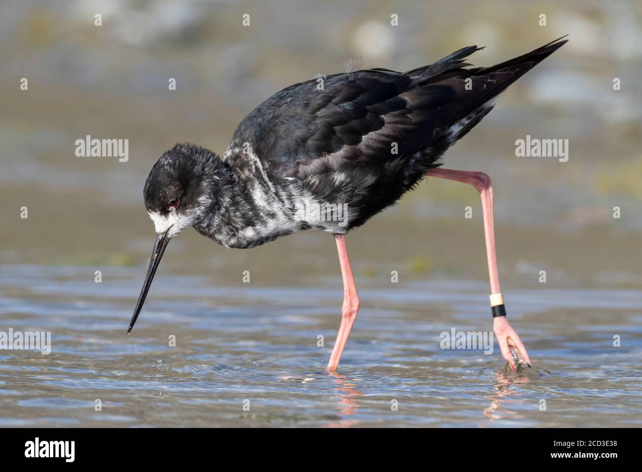 New Zealand stilt (Himantopus novaezelandiae), Immature critically ...