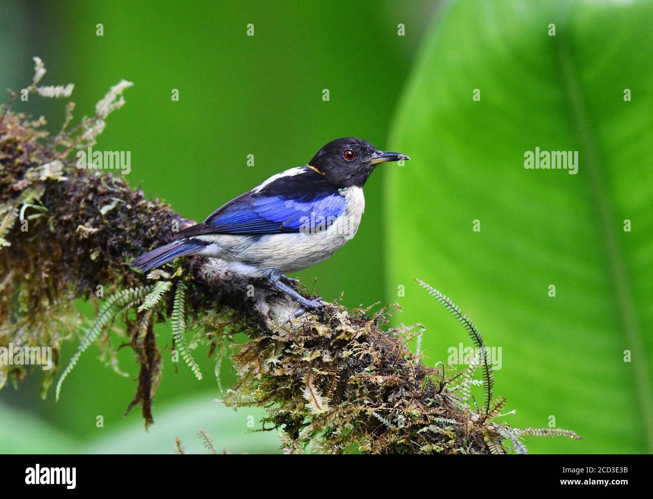 yellow-collared tanager (Tangara pulcherrima, Iridophanes pulcherrimus ...