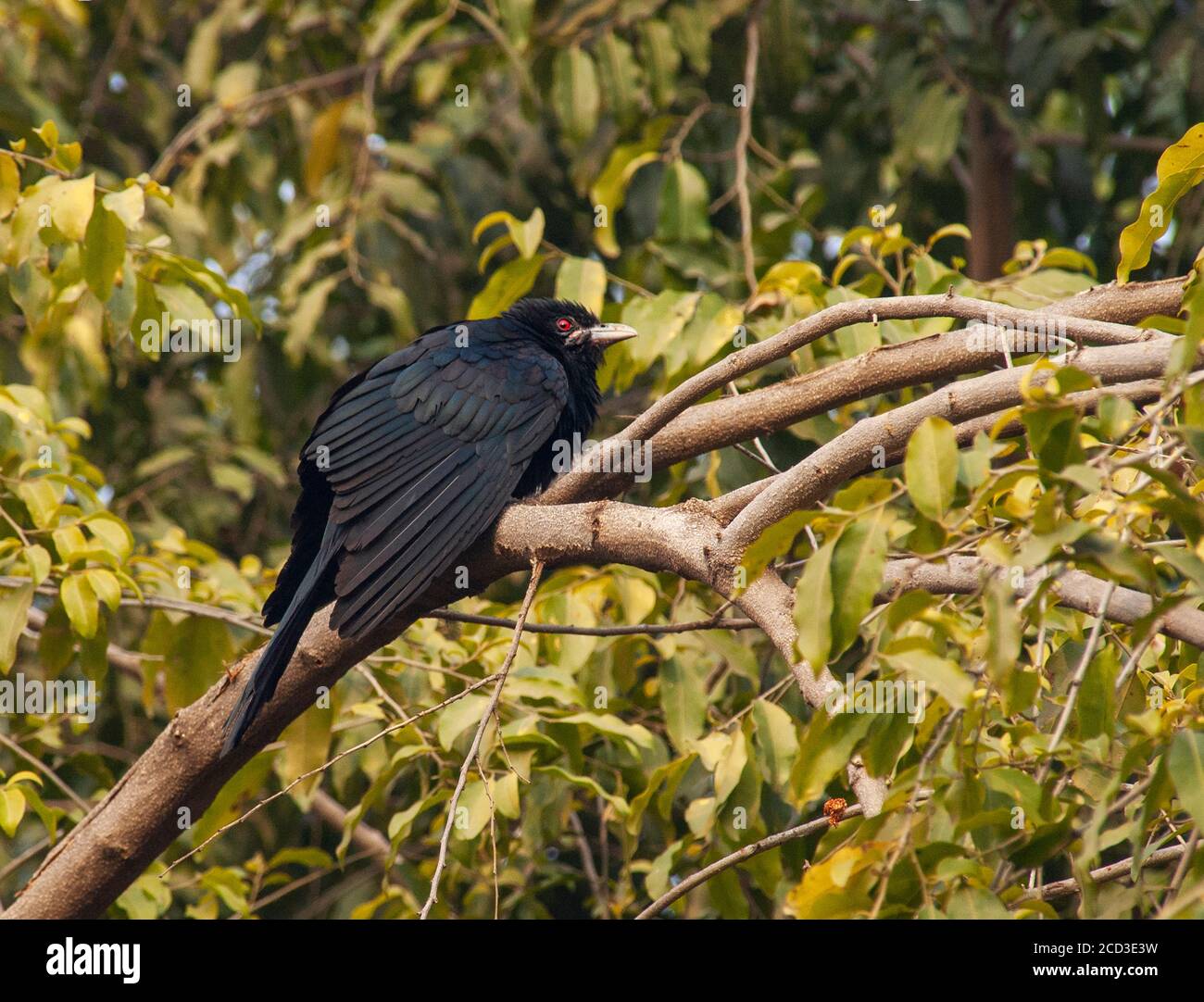 Asian koel (Eudynamys scolopaceus), male sitting on a branch, India ...