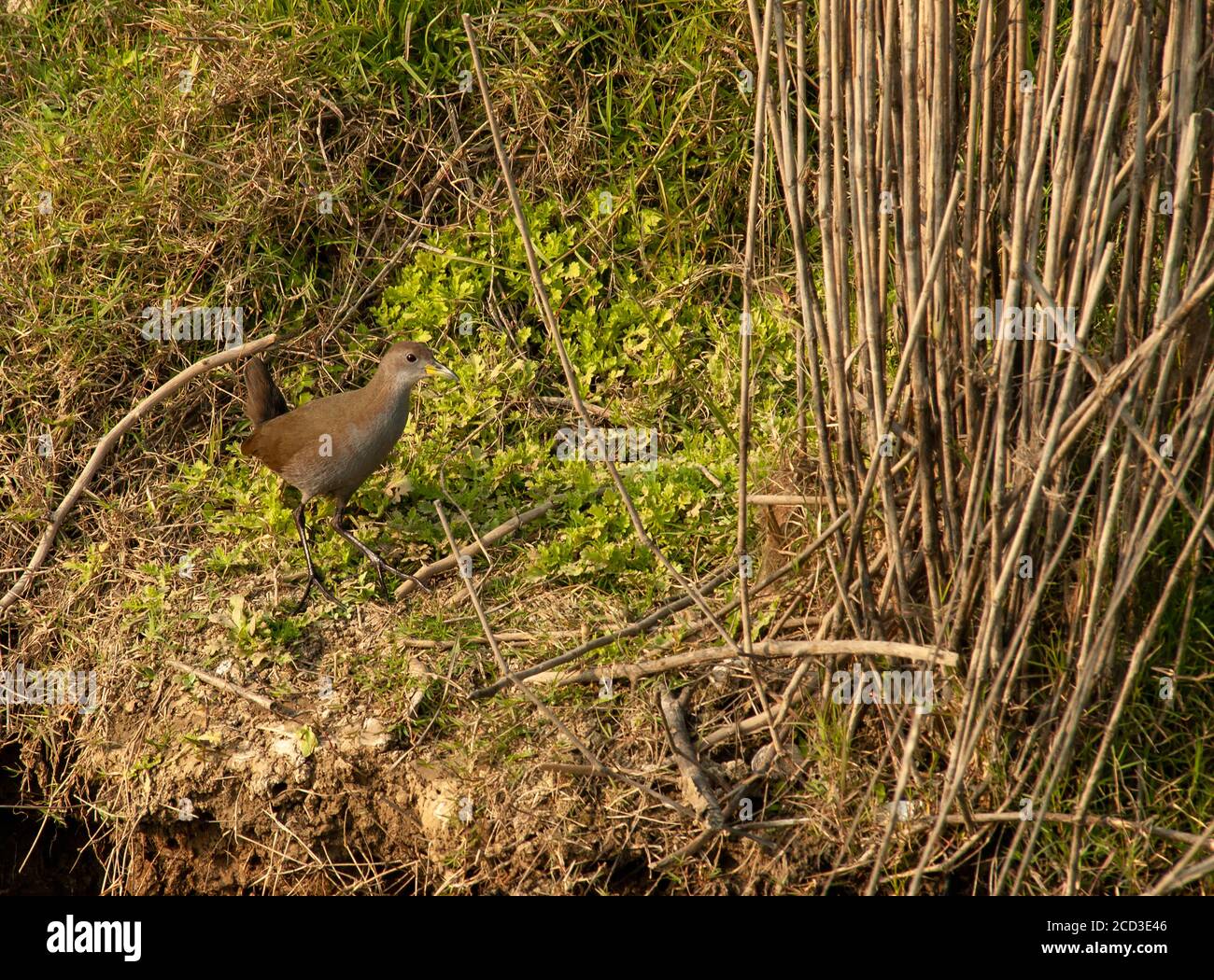 brown crake (Amaurornis akool), walking along river bank, China Stock ...