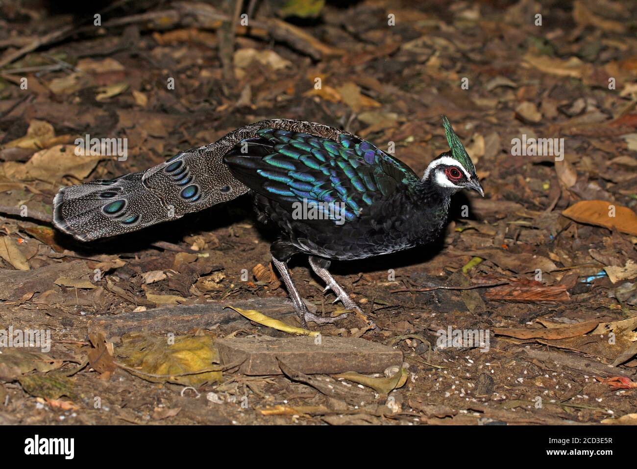 Male adult pheasants hi-res stock photography and images - Alamy