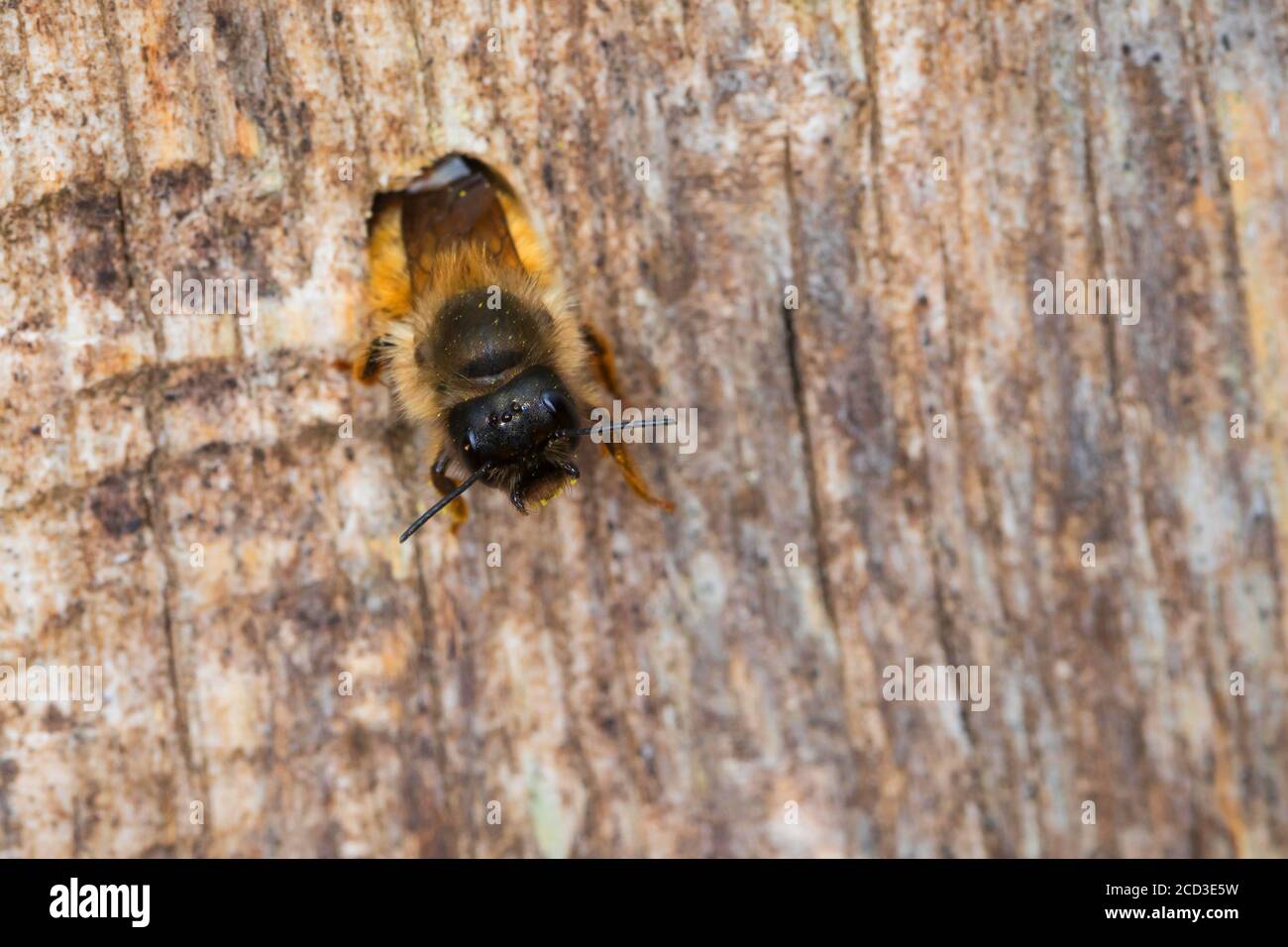 red mason bee (Osmia rufa, Osmia bicornis), female in the nest hole ...