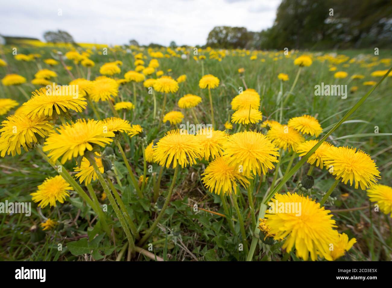 common dandelion (Taraxacum officinale), blooming dandelion meadow ...