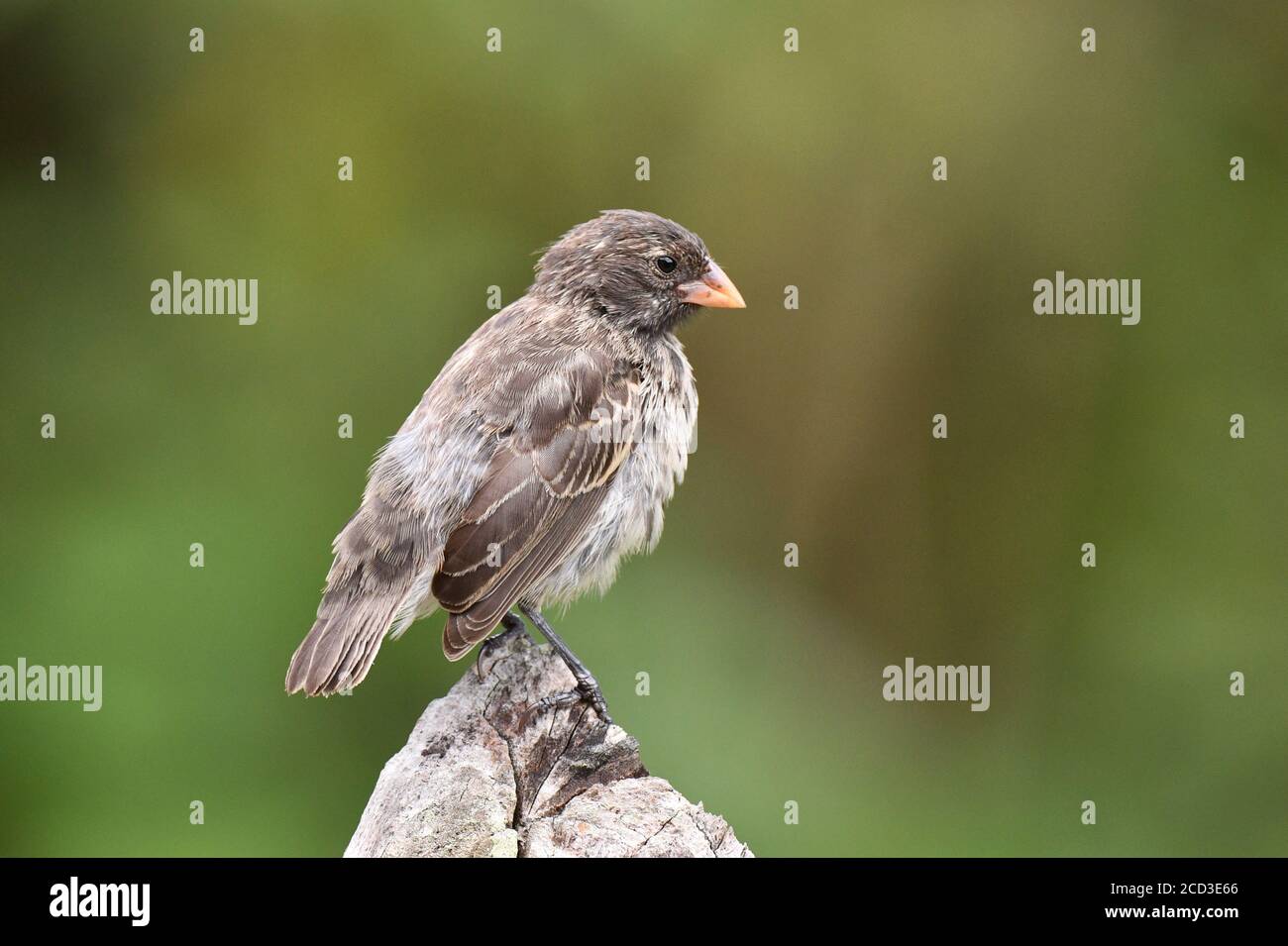 small ground finch (Geospiza fuliginosa), sitting on a rock, Ecuador ...