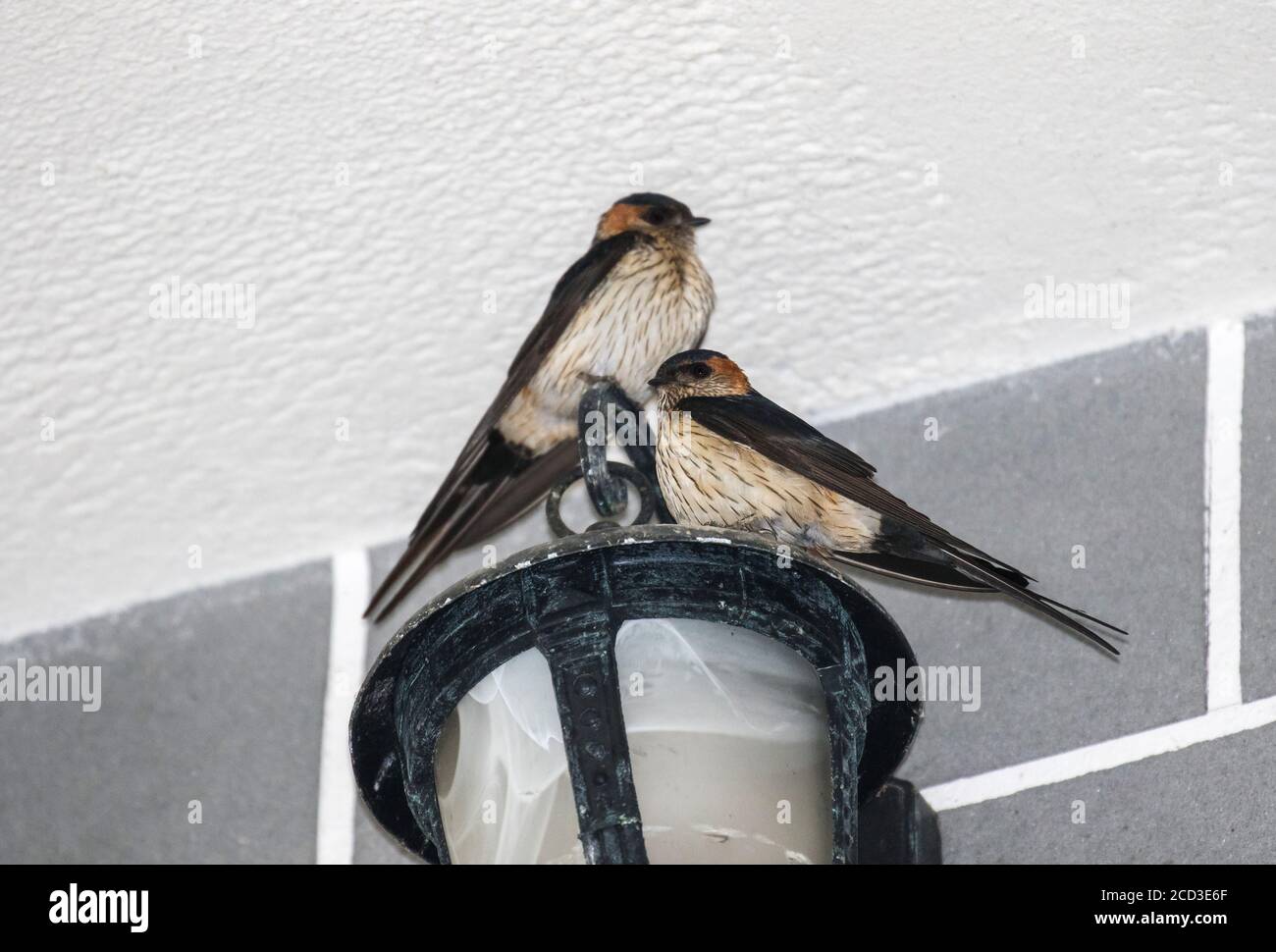 Eastern red-rumped swallow (Hirundo daurica japonica, Cecropis daurica ...